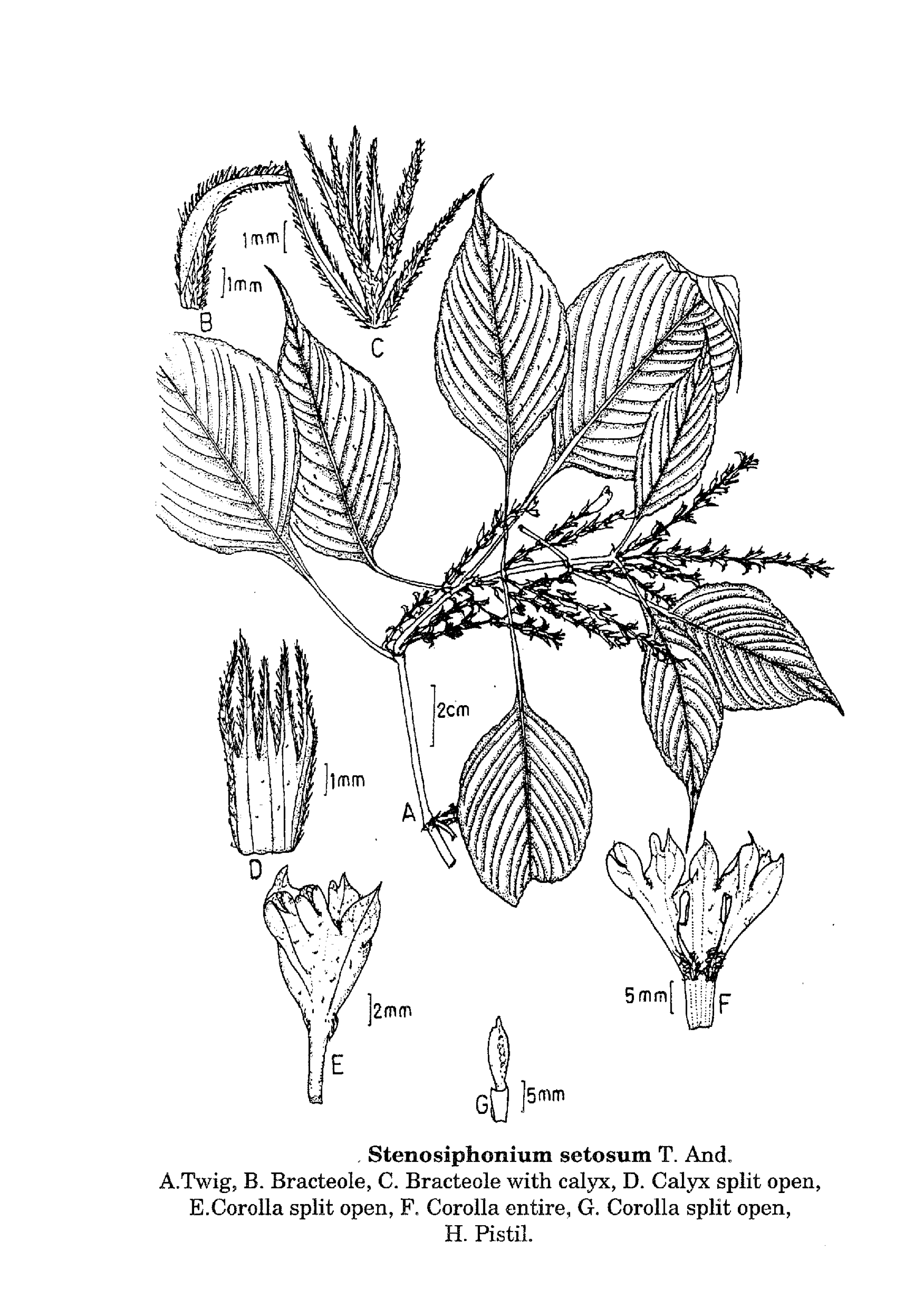 Herbarium JCB