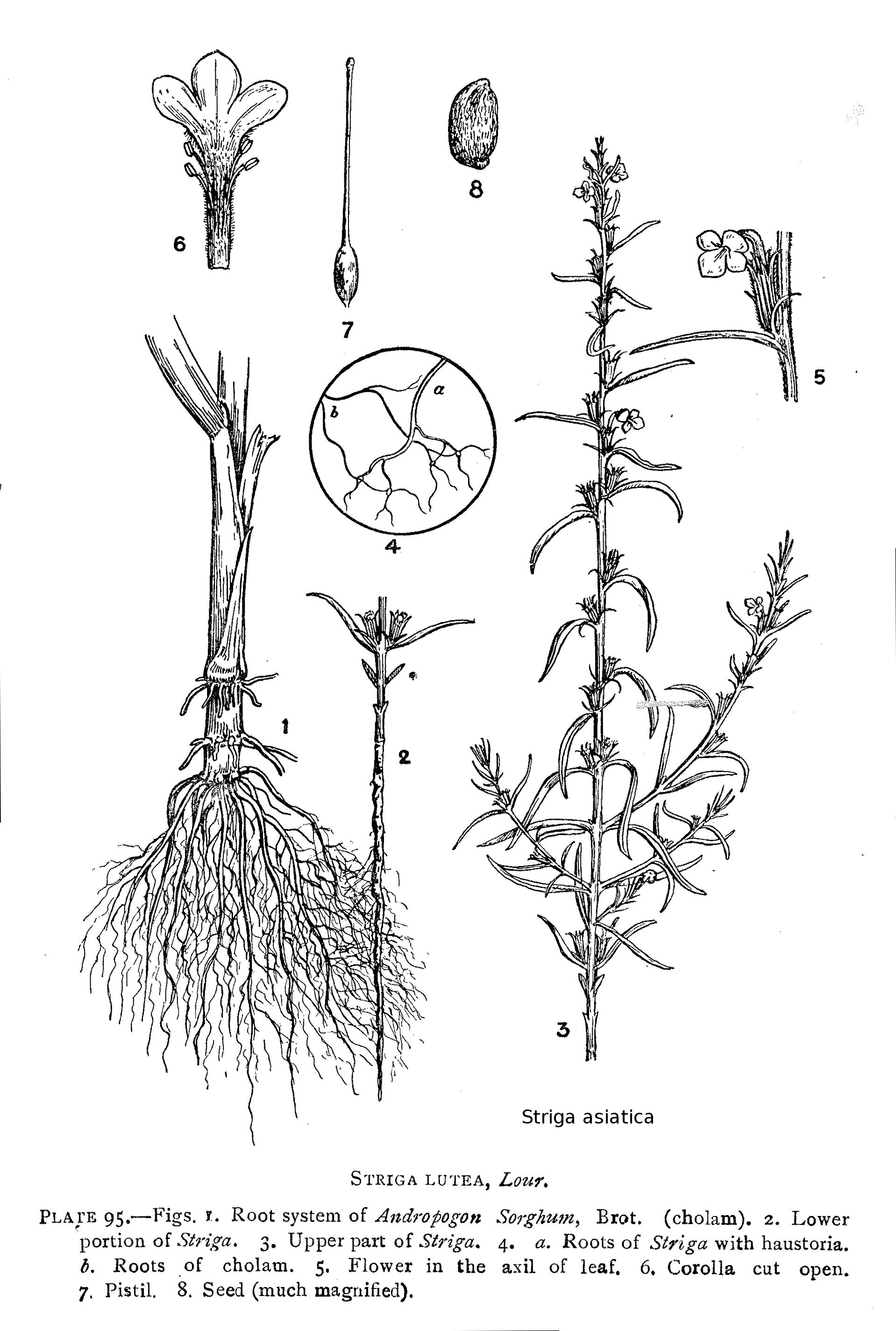 Herbarium JCB