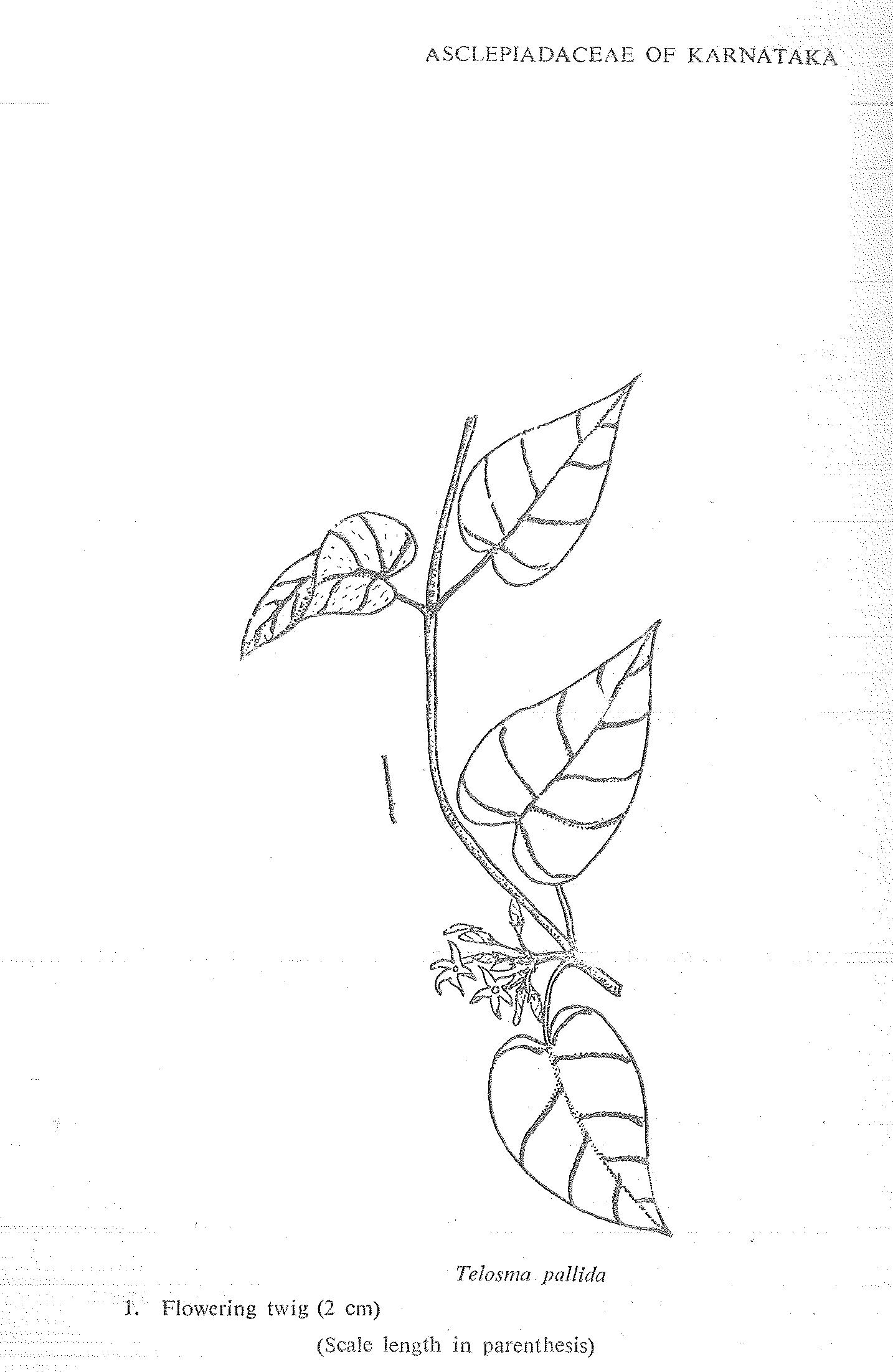 Herbarium JCB