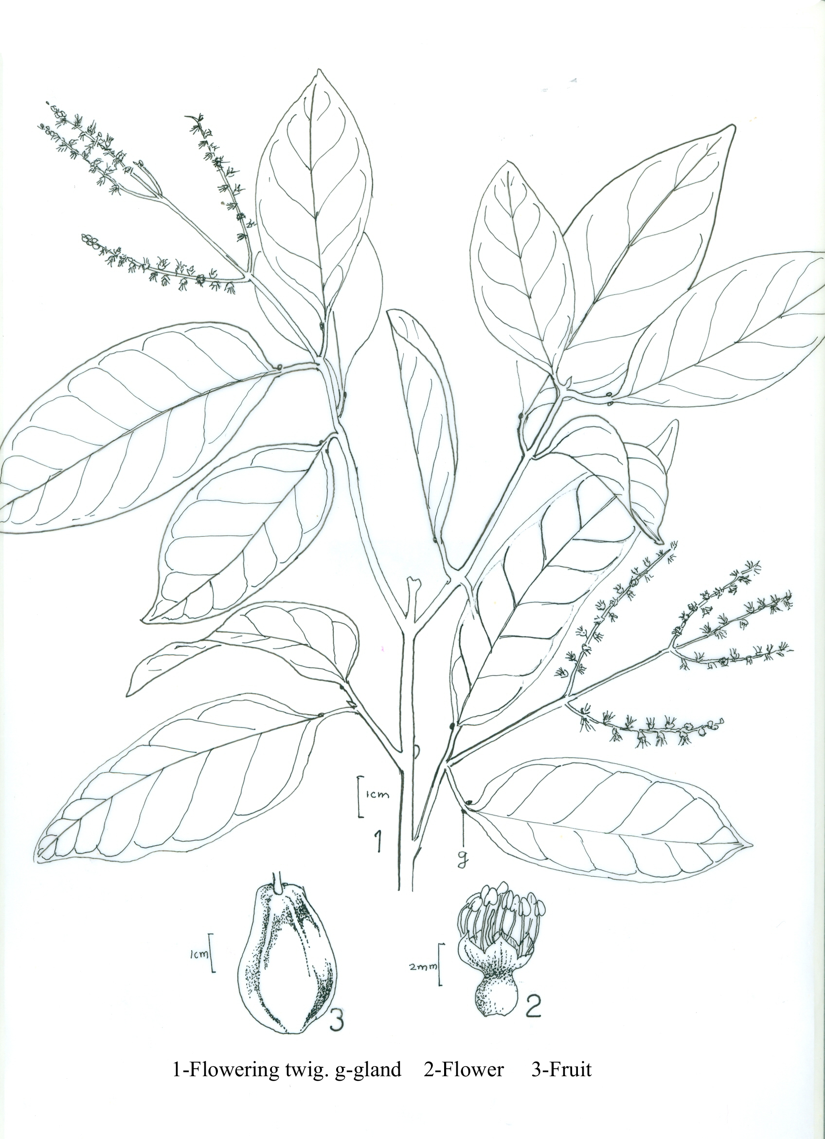 Herbarium JCB