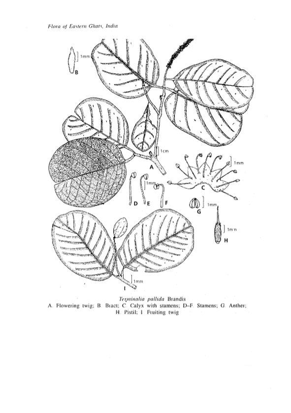 Herbarium JCB