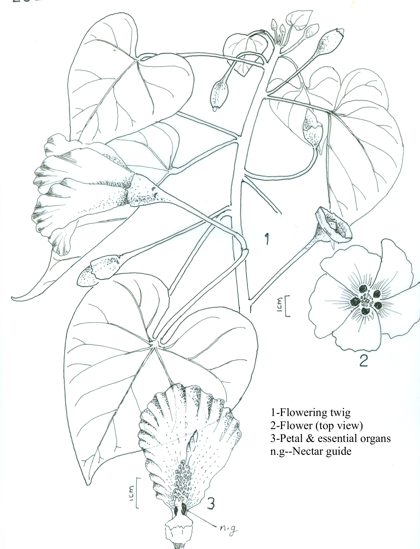 Herbarium JCB