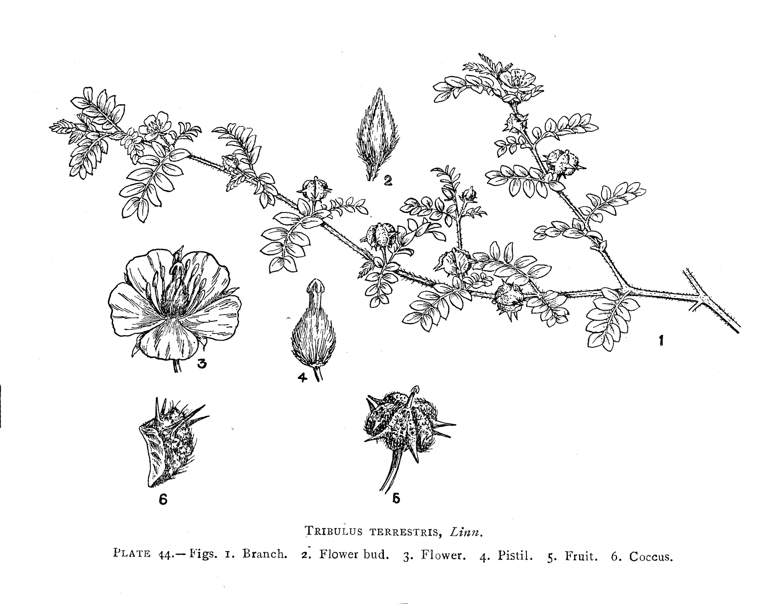 Herbarium JCB