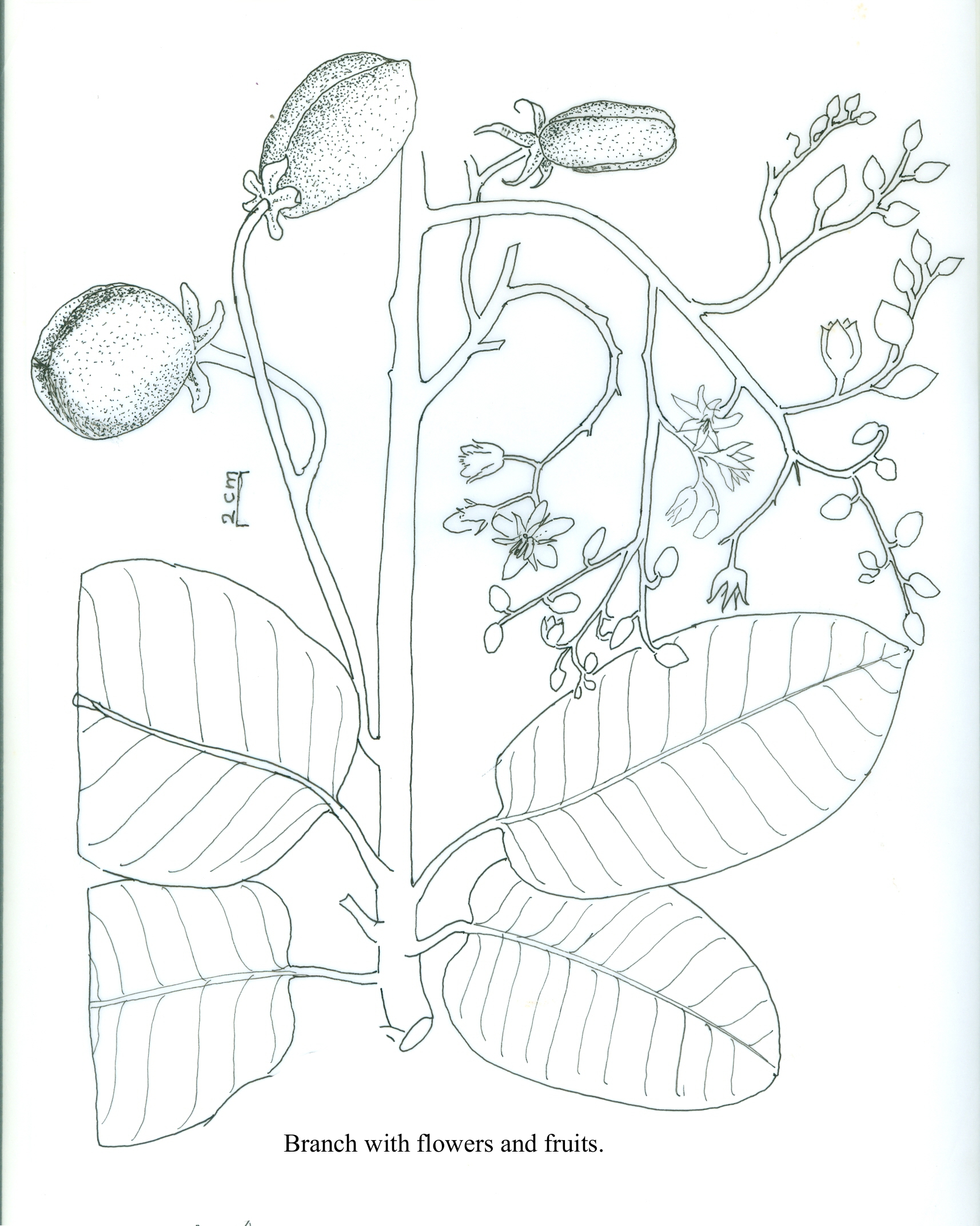 Herbarium JCB