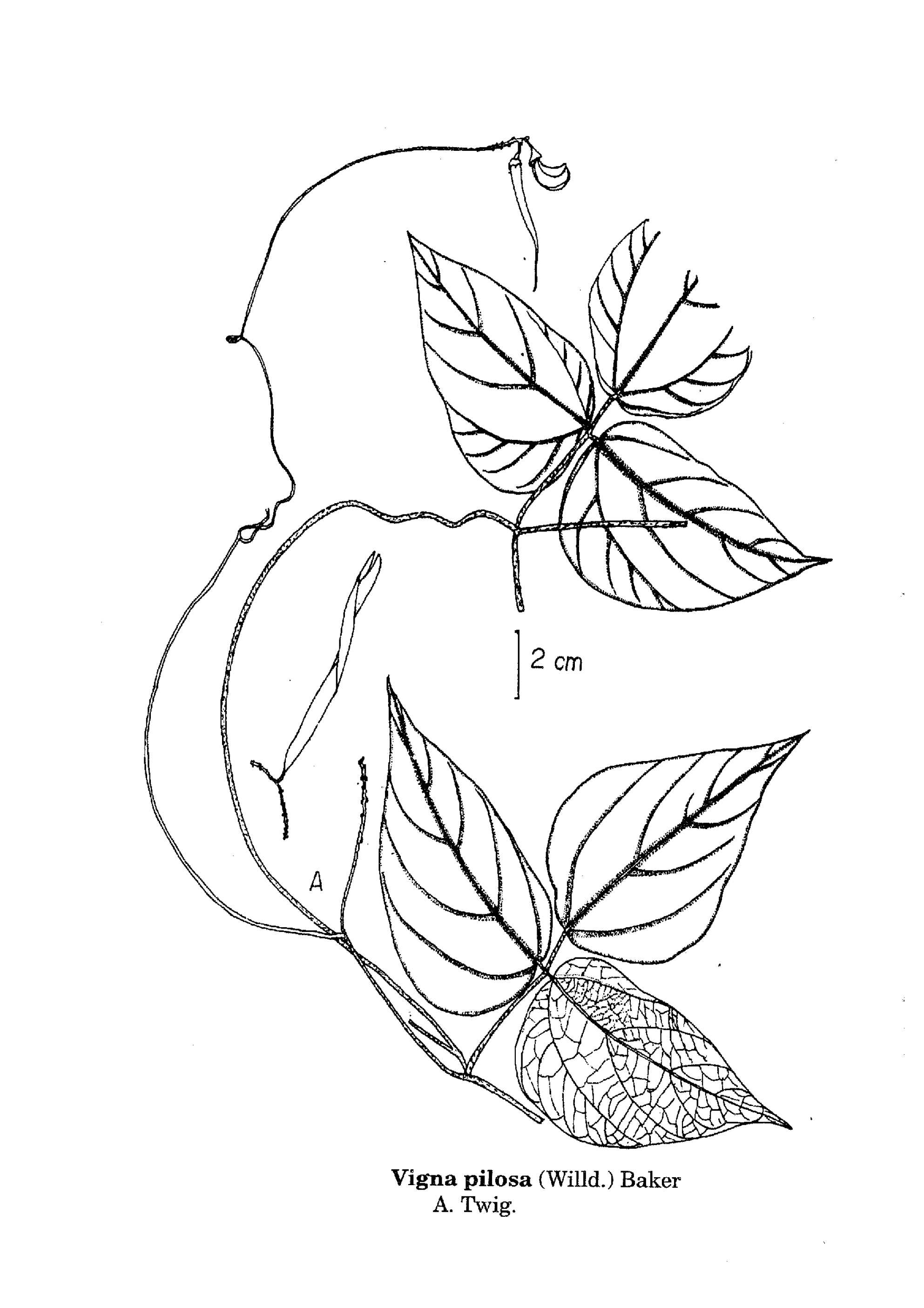 Herbarium JCB
