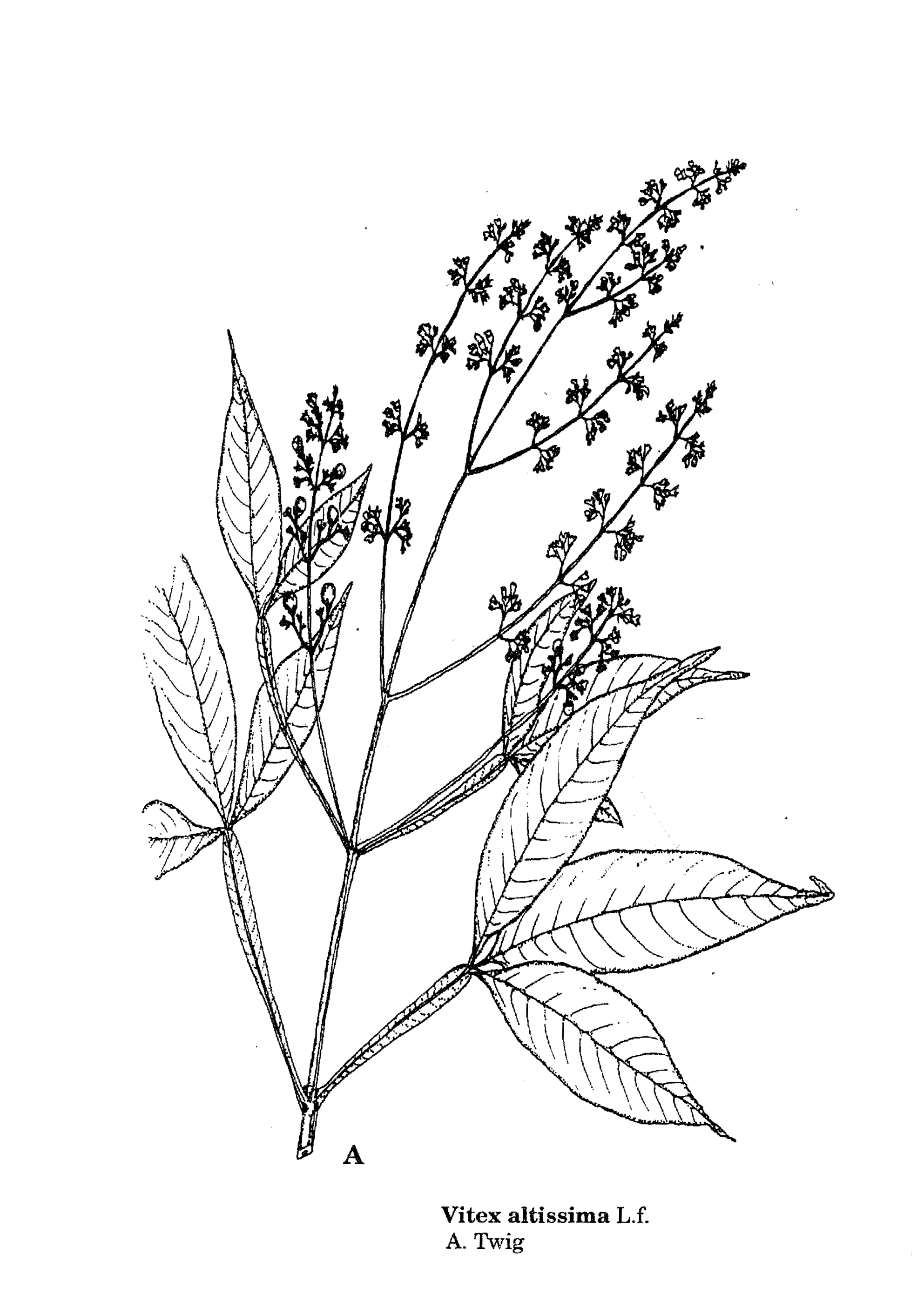 Herbarium JCB