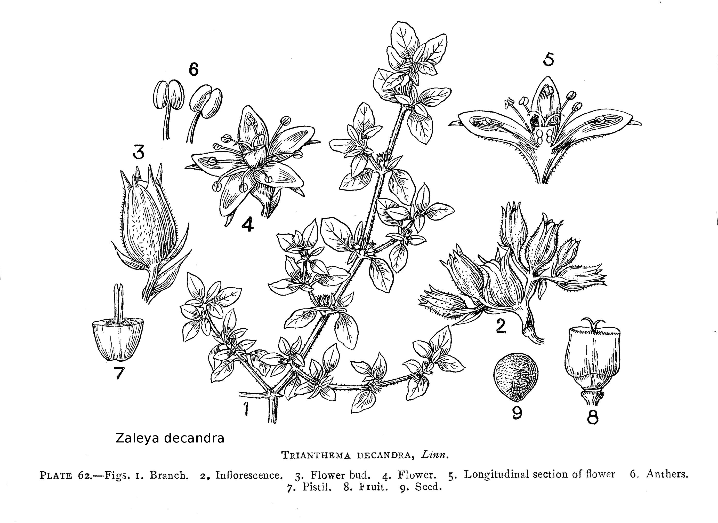 Herbarium JCB