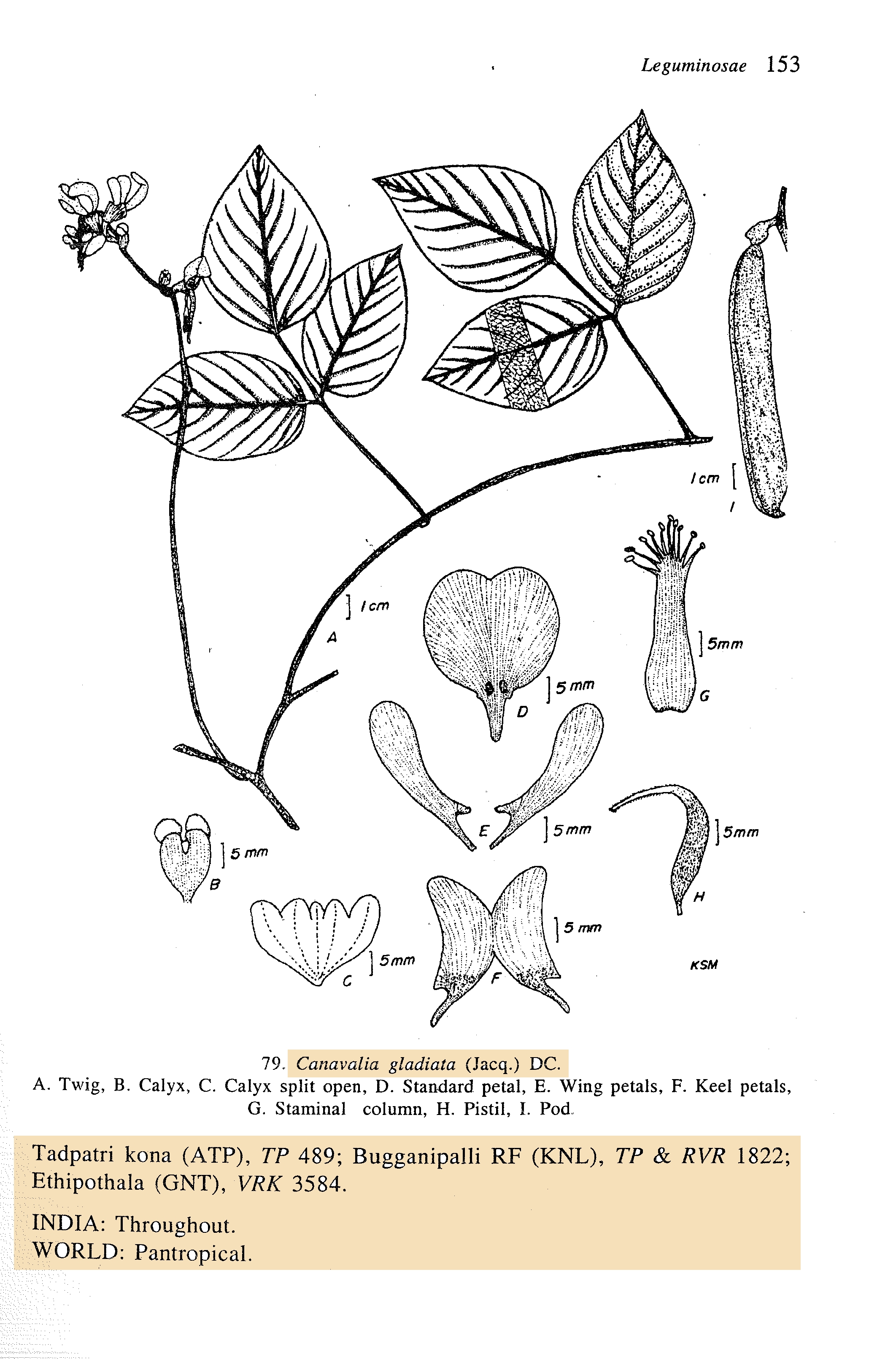 Herbarium JCB