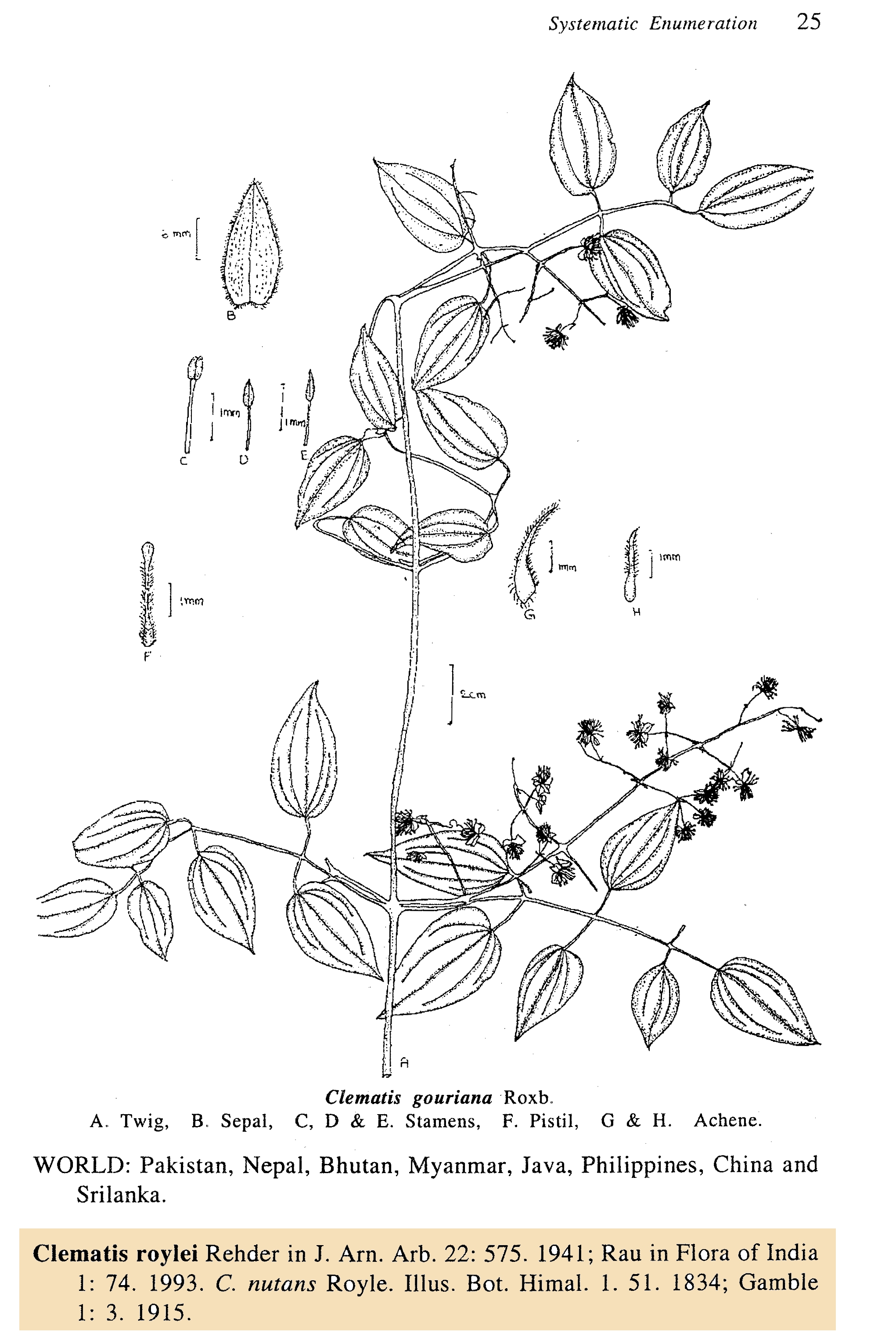 Herbarium JCB