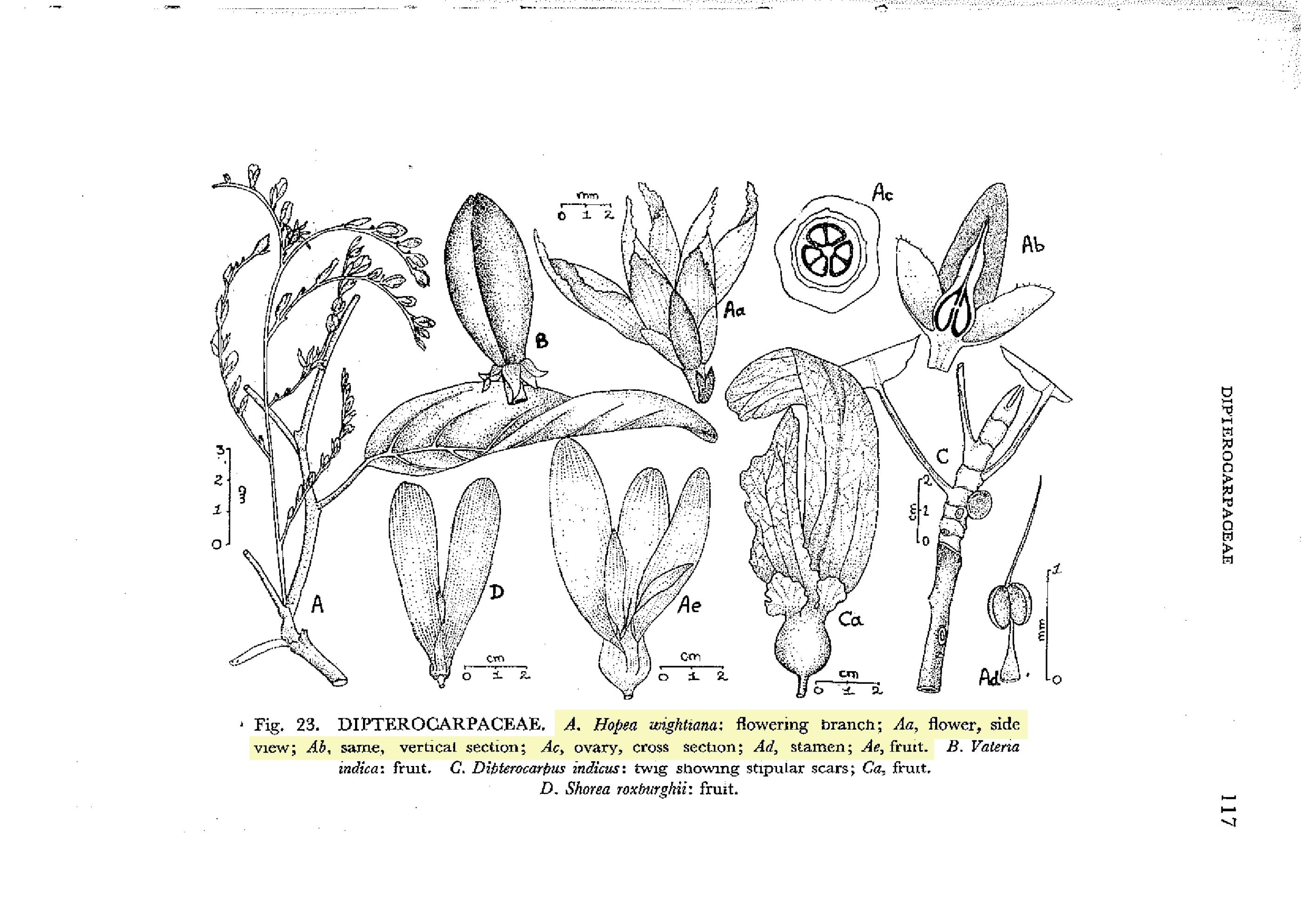Herbarium JCB