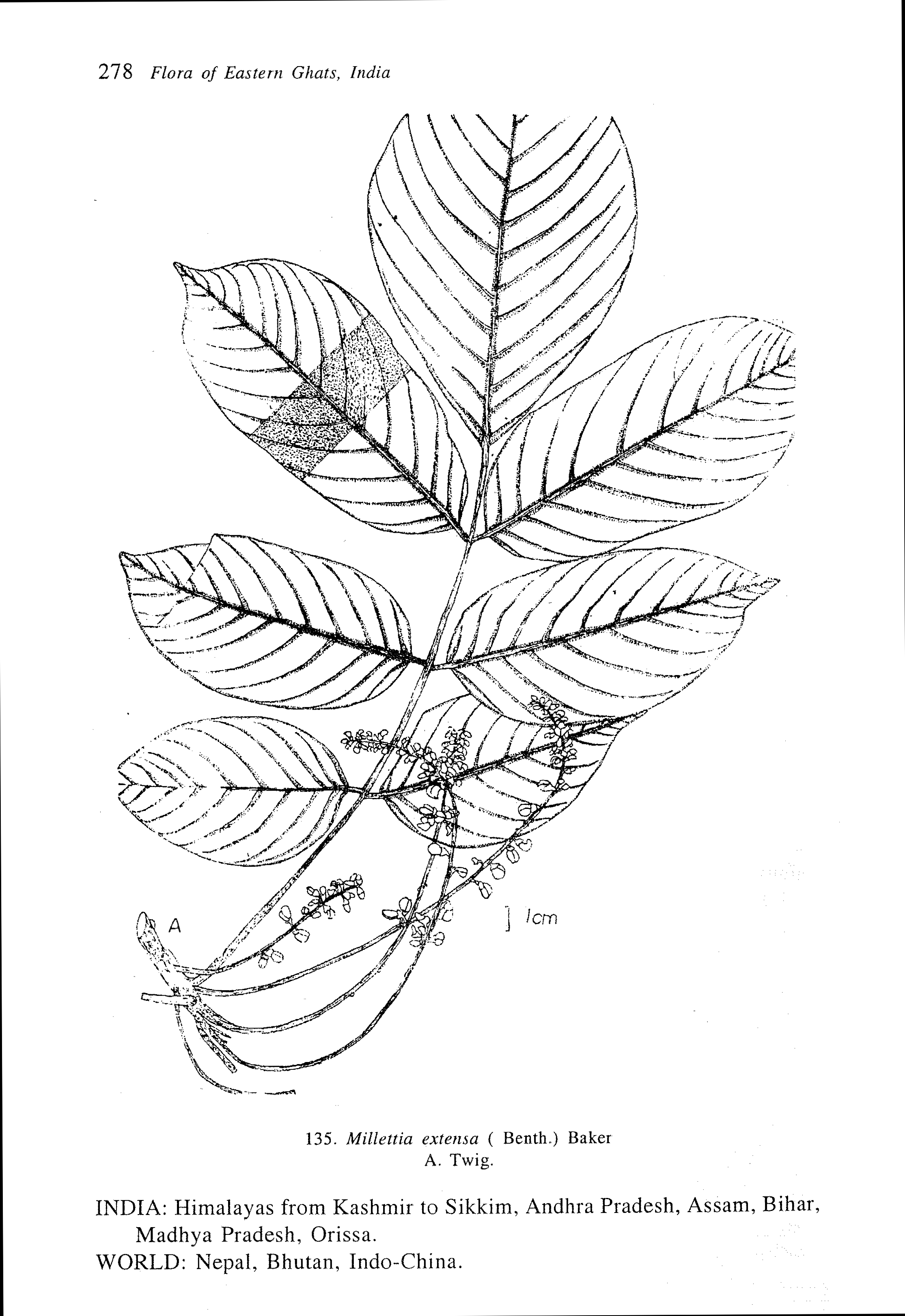 Herbarium JCB