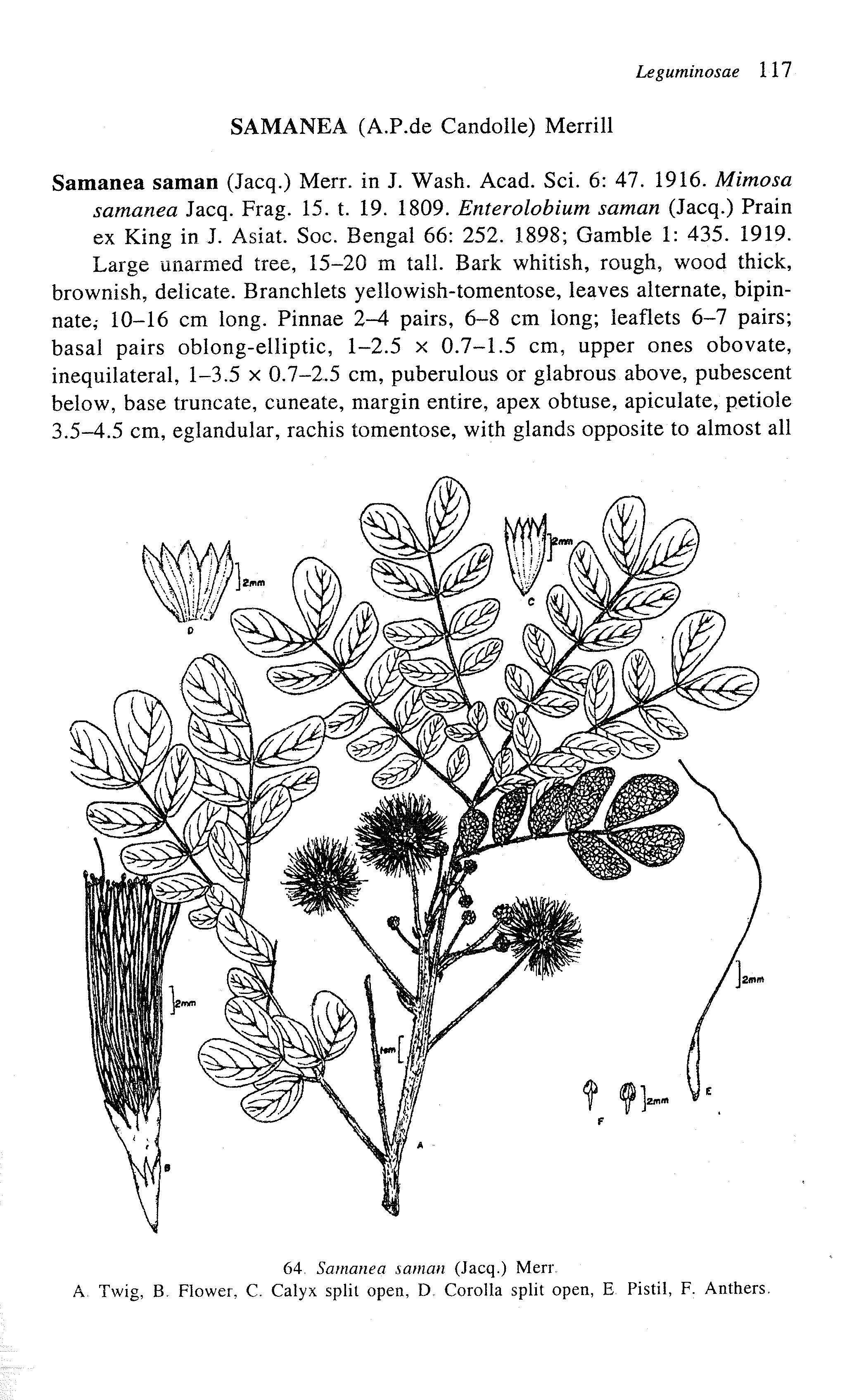 Herbarium JCB