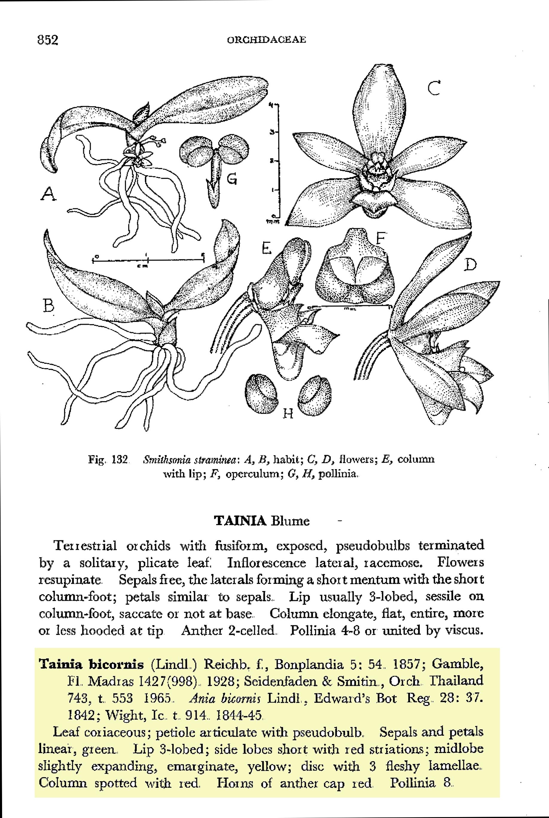 Herbarium JCB