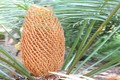 India Flora Online