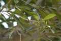 India Flora Online