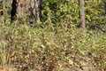 India Flora Online