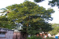 India Flora Online