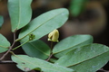 India Flora Online