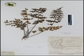 India Flora Online