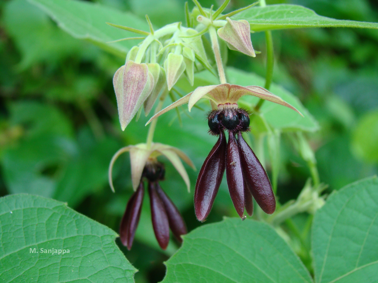 India Flora Online