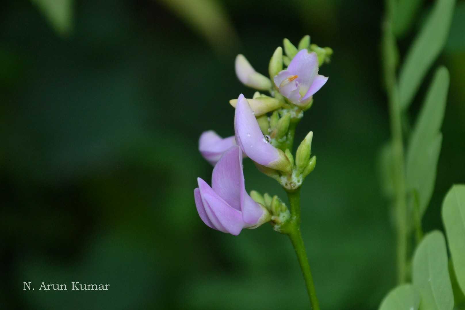 India Flora Online