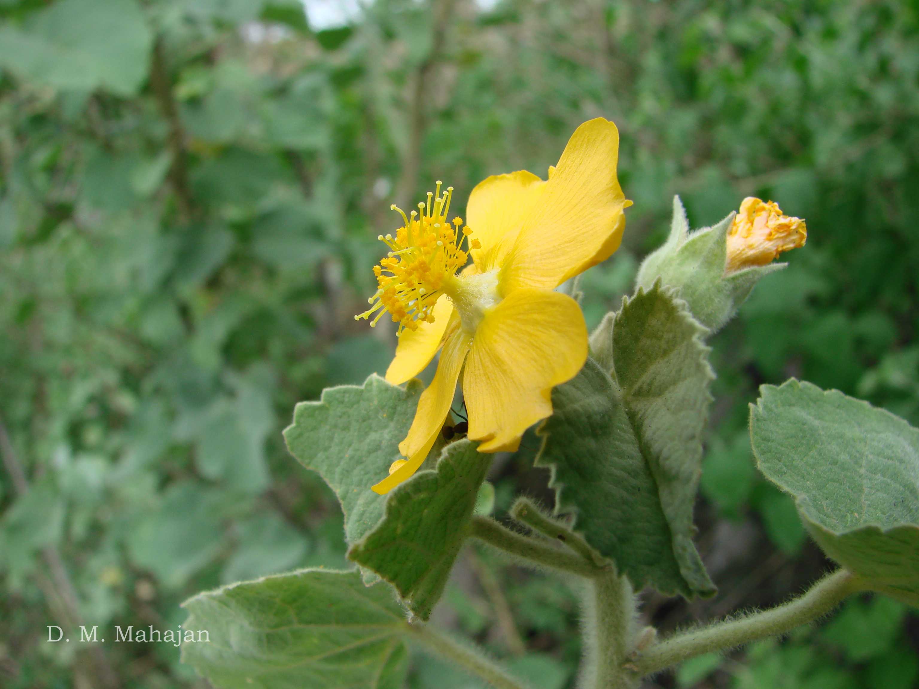 India Flora Online
