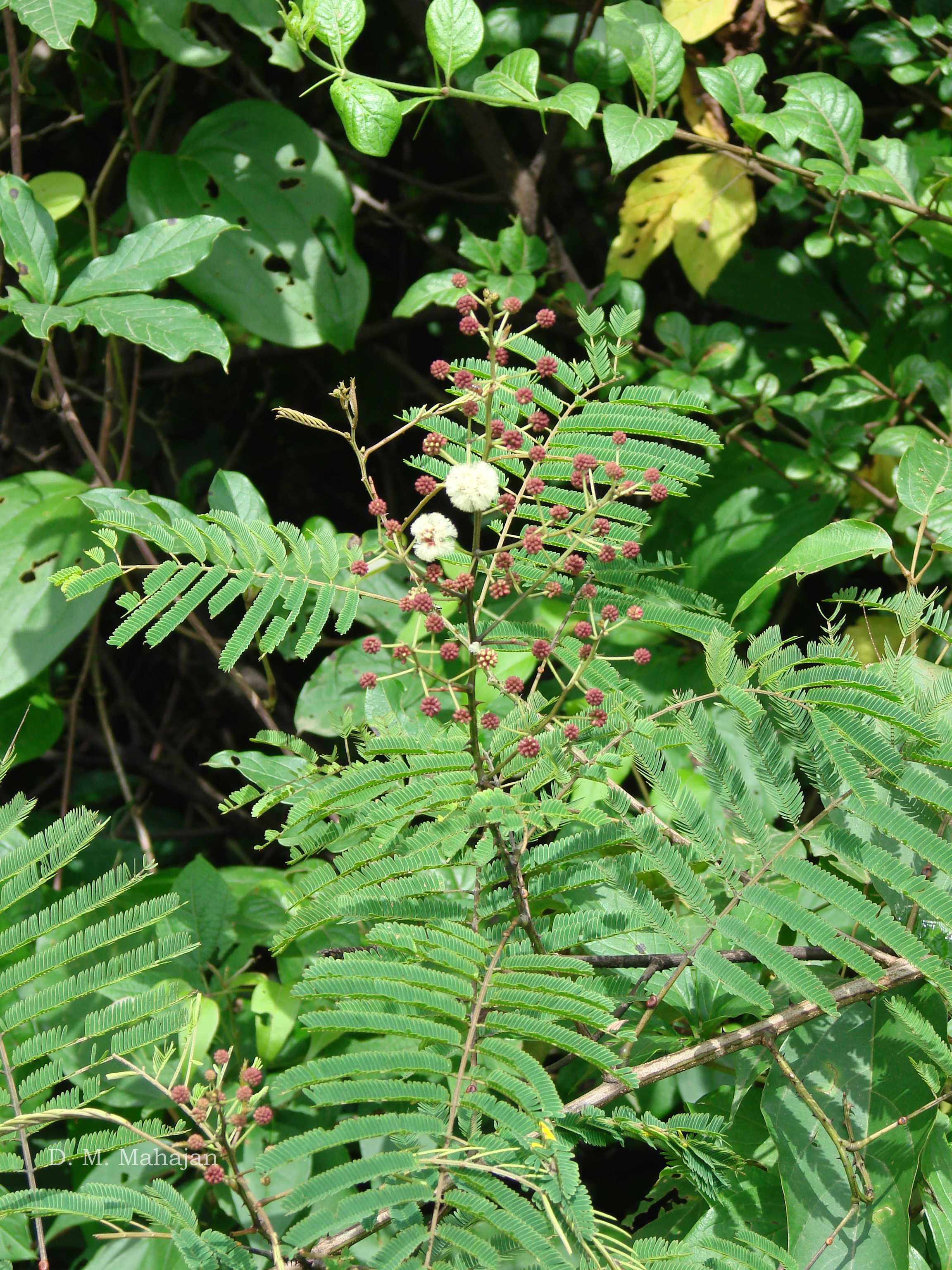 India Flora Online