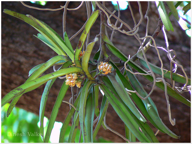 India Flora Online