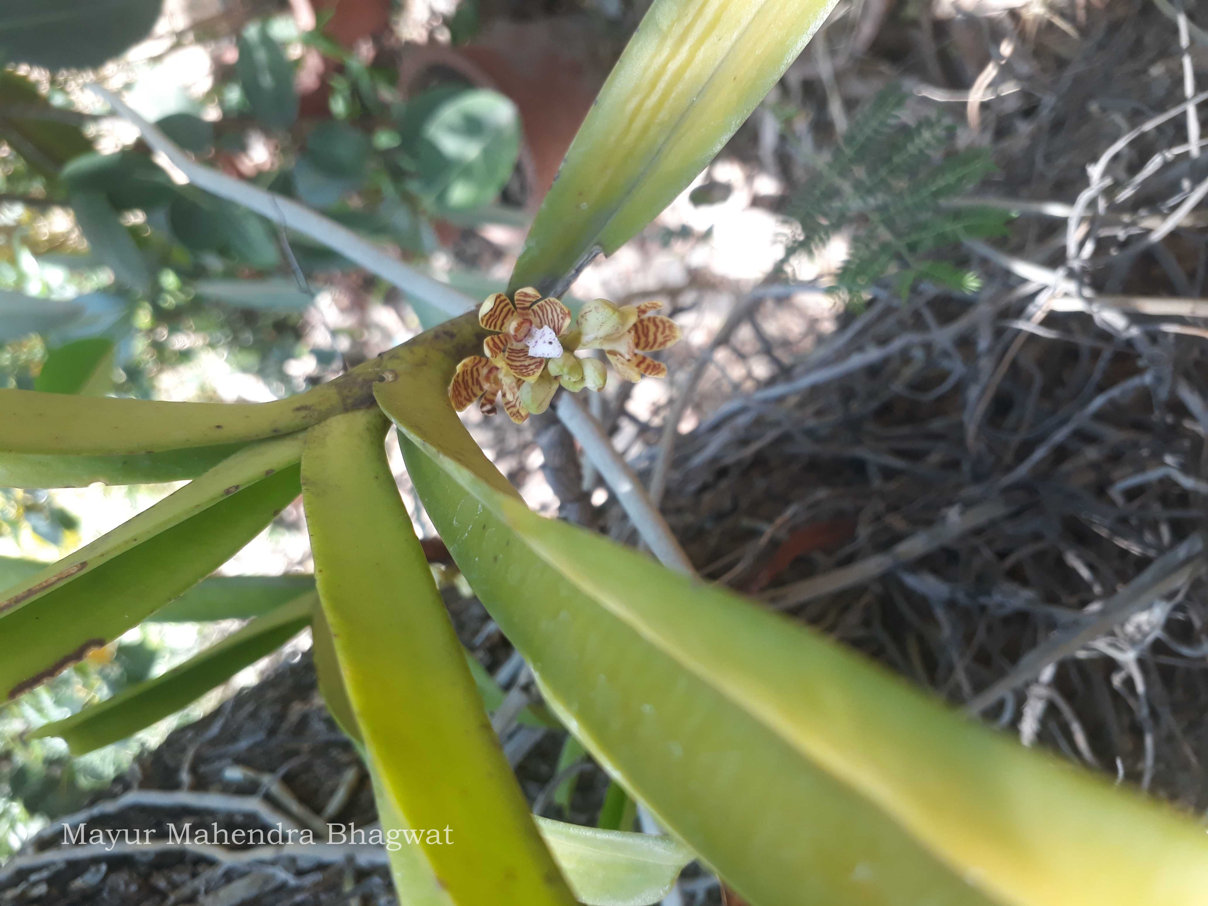 India Flora Online