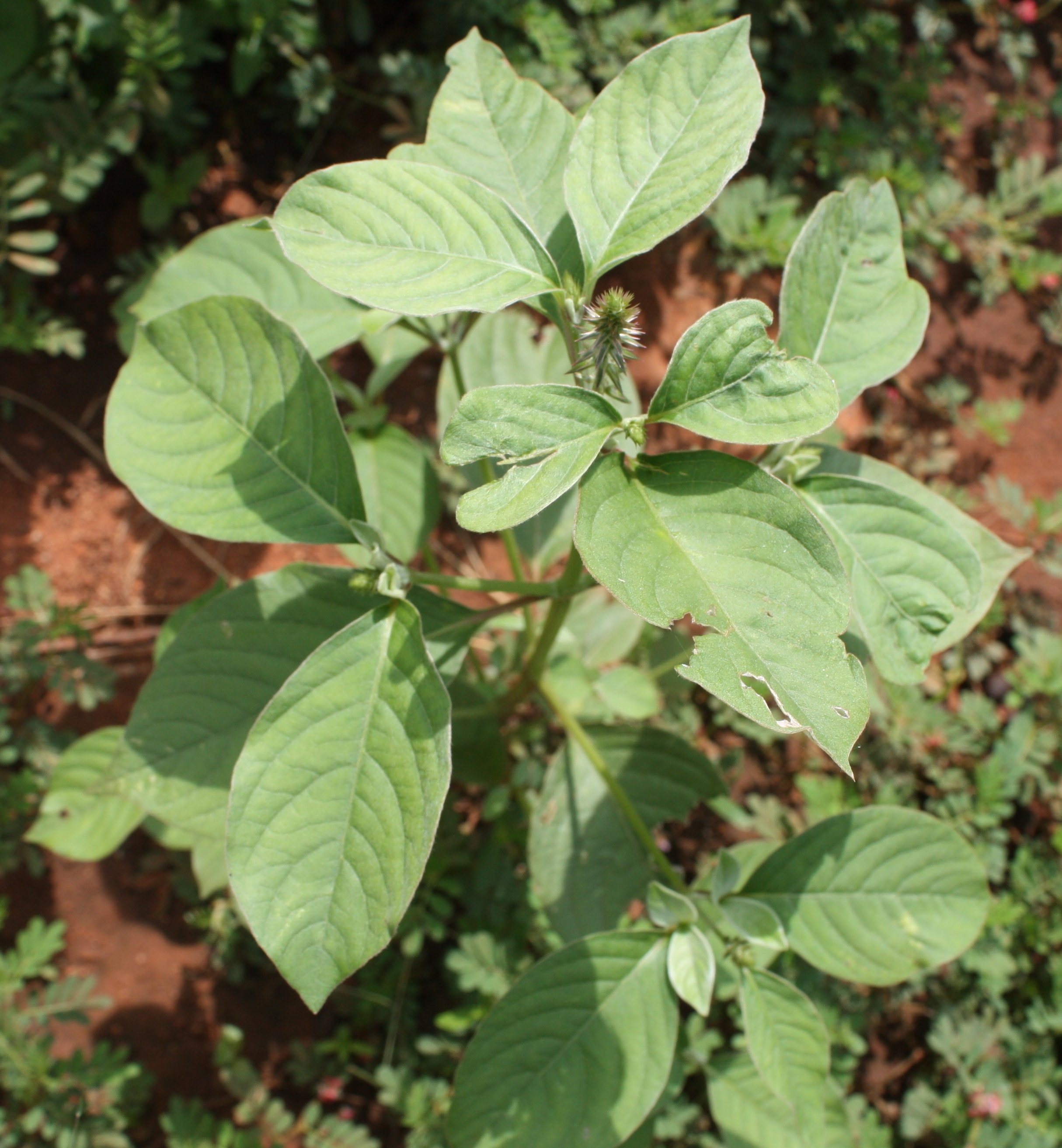 India Flora Online