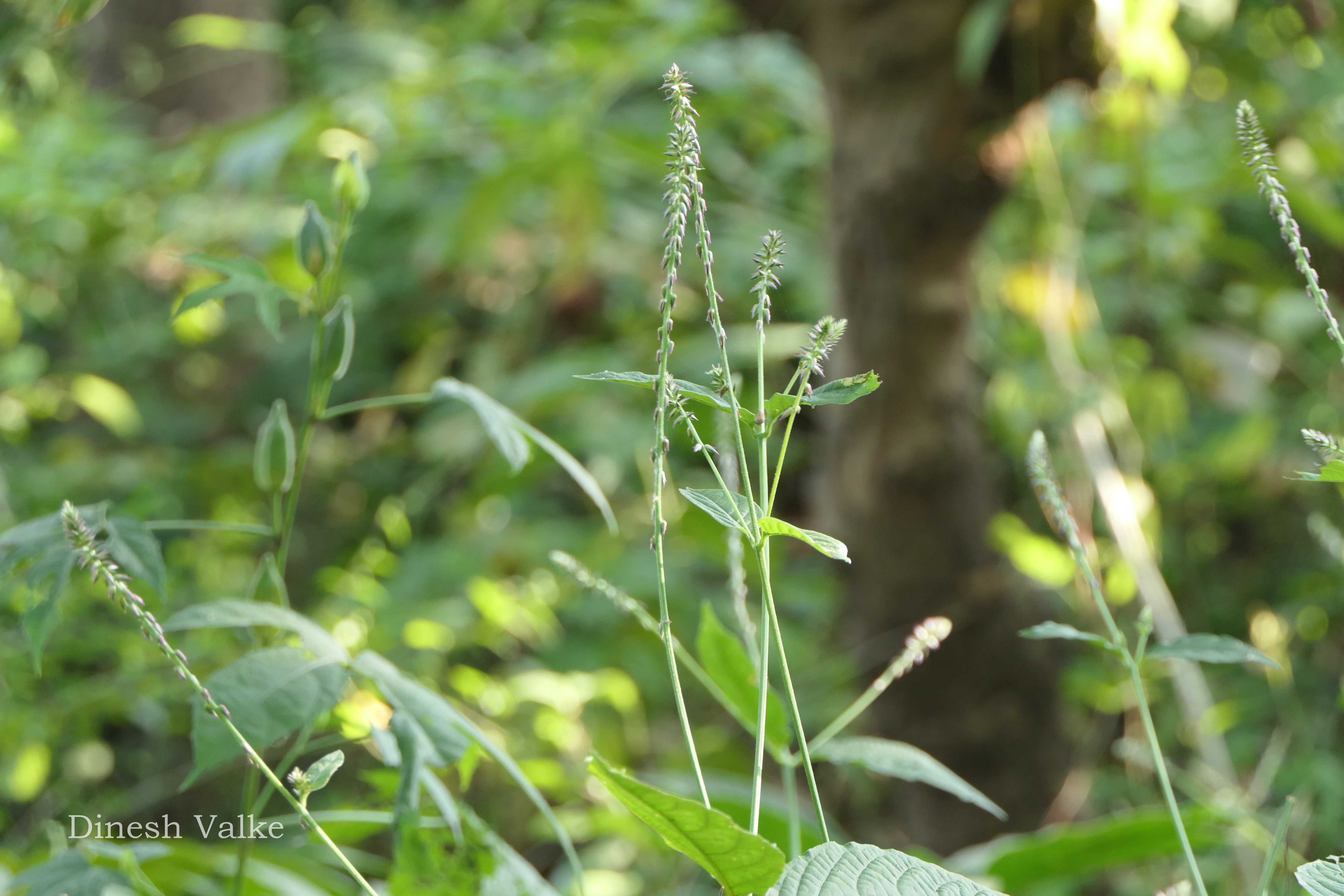 India Flora Online