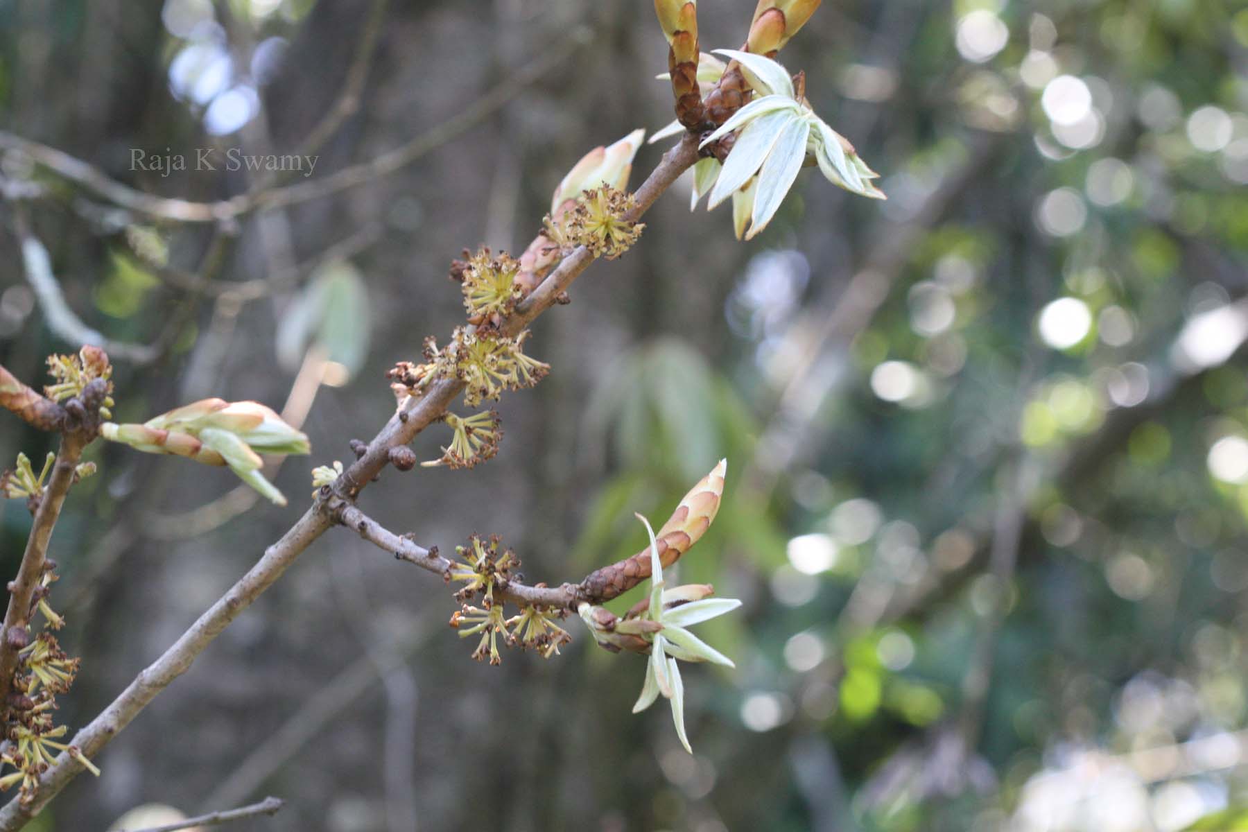 India Flora Online