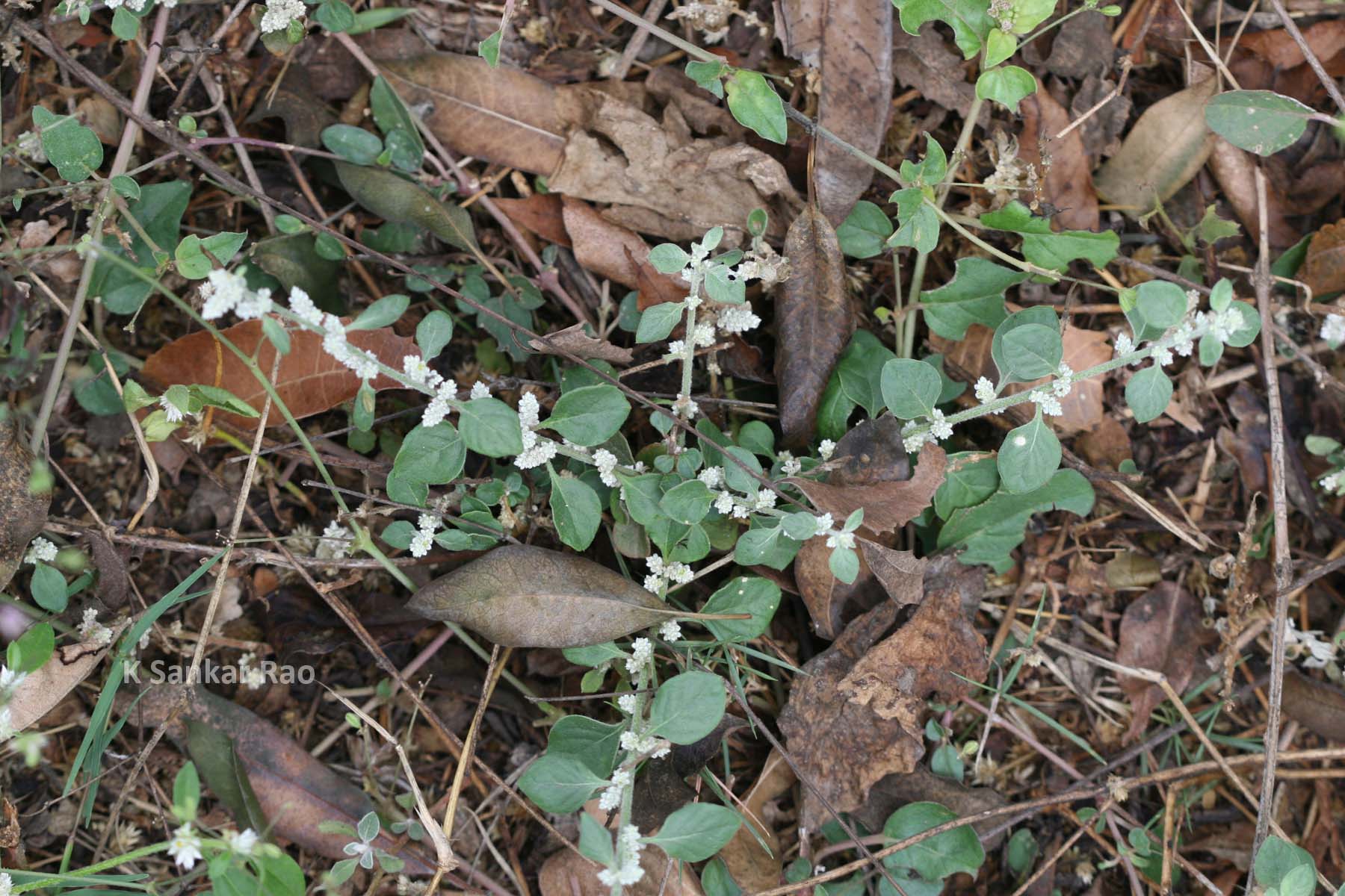 India Flora Online