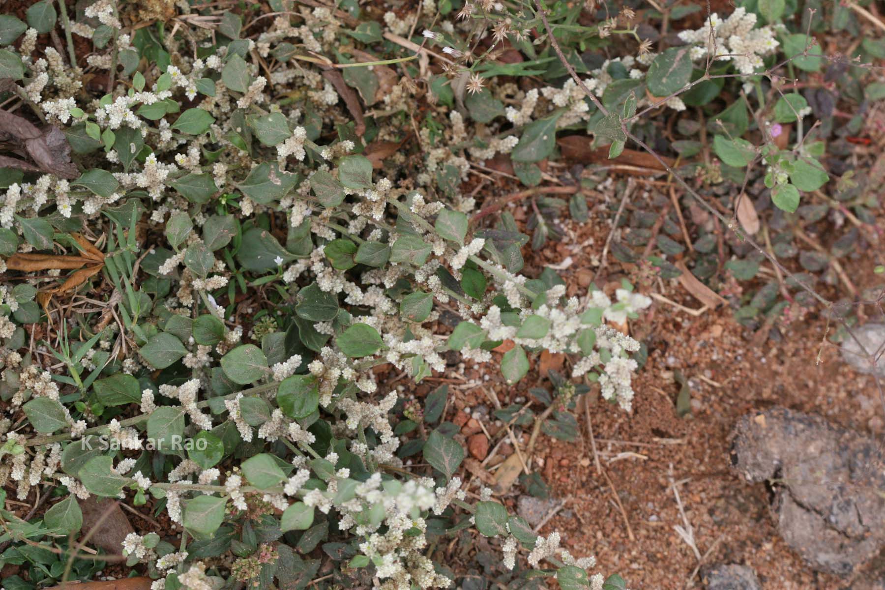 India Flora Online
