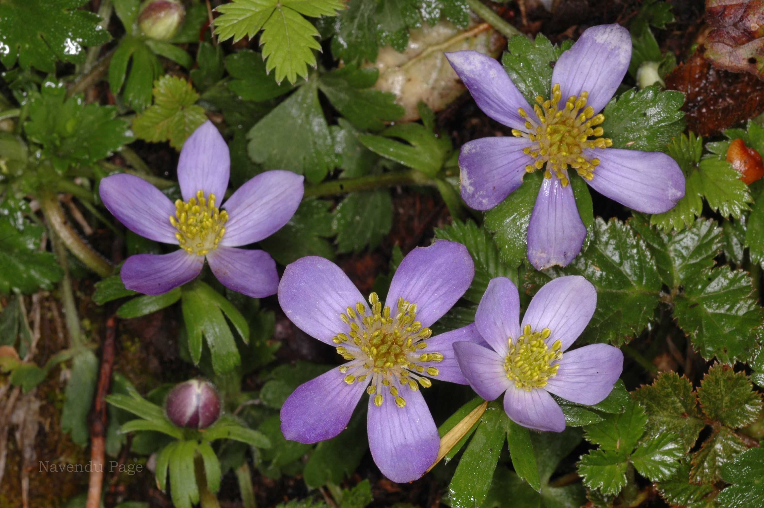 India Flora Online