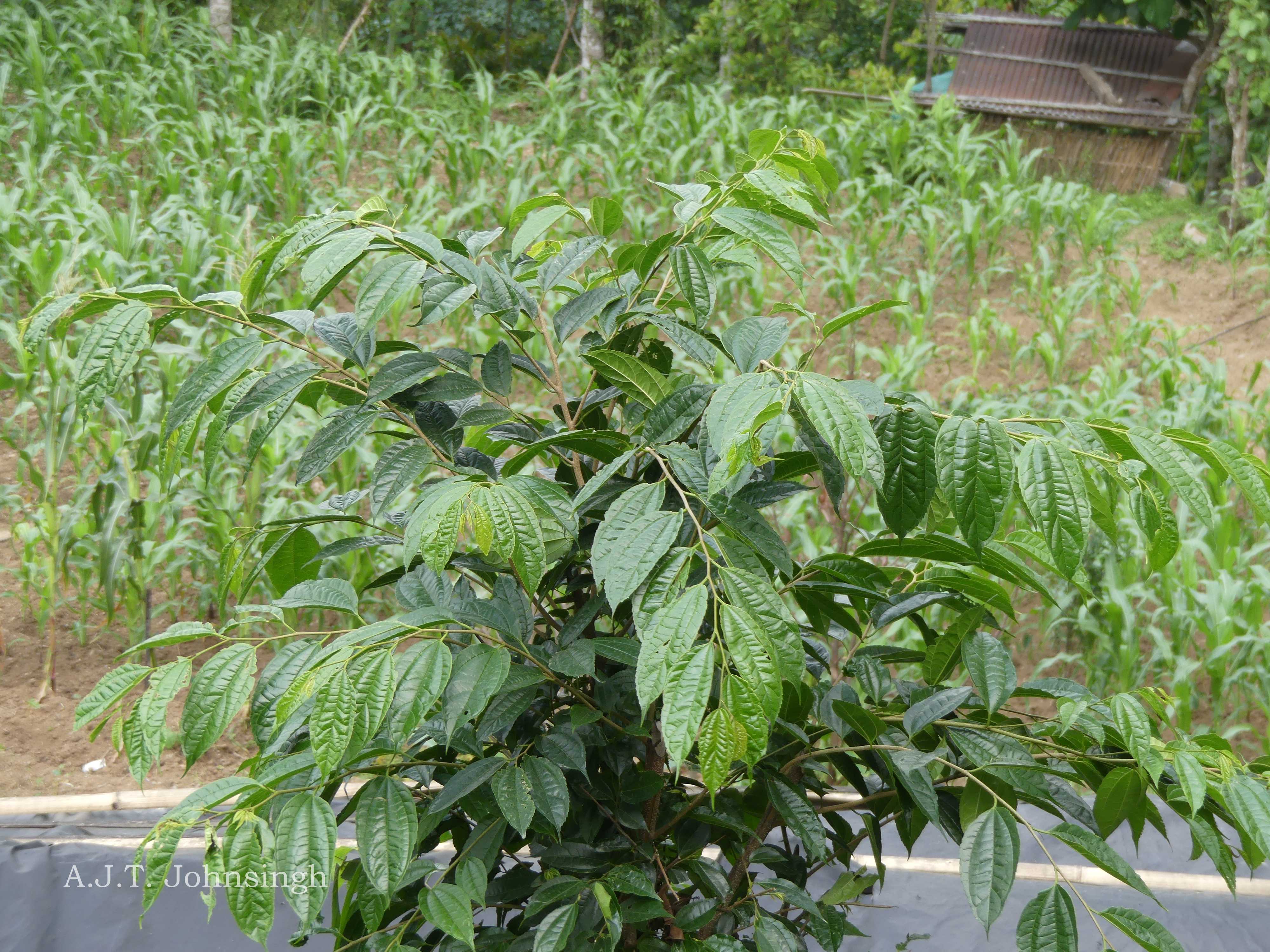 India Flora Online