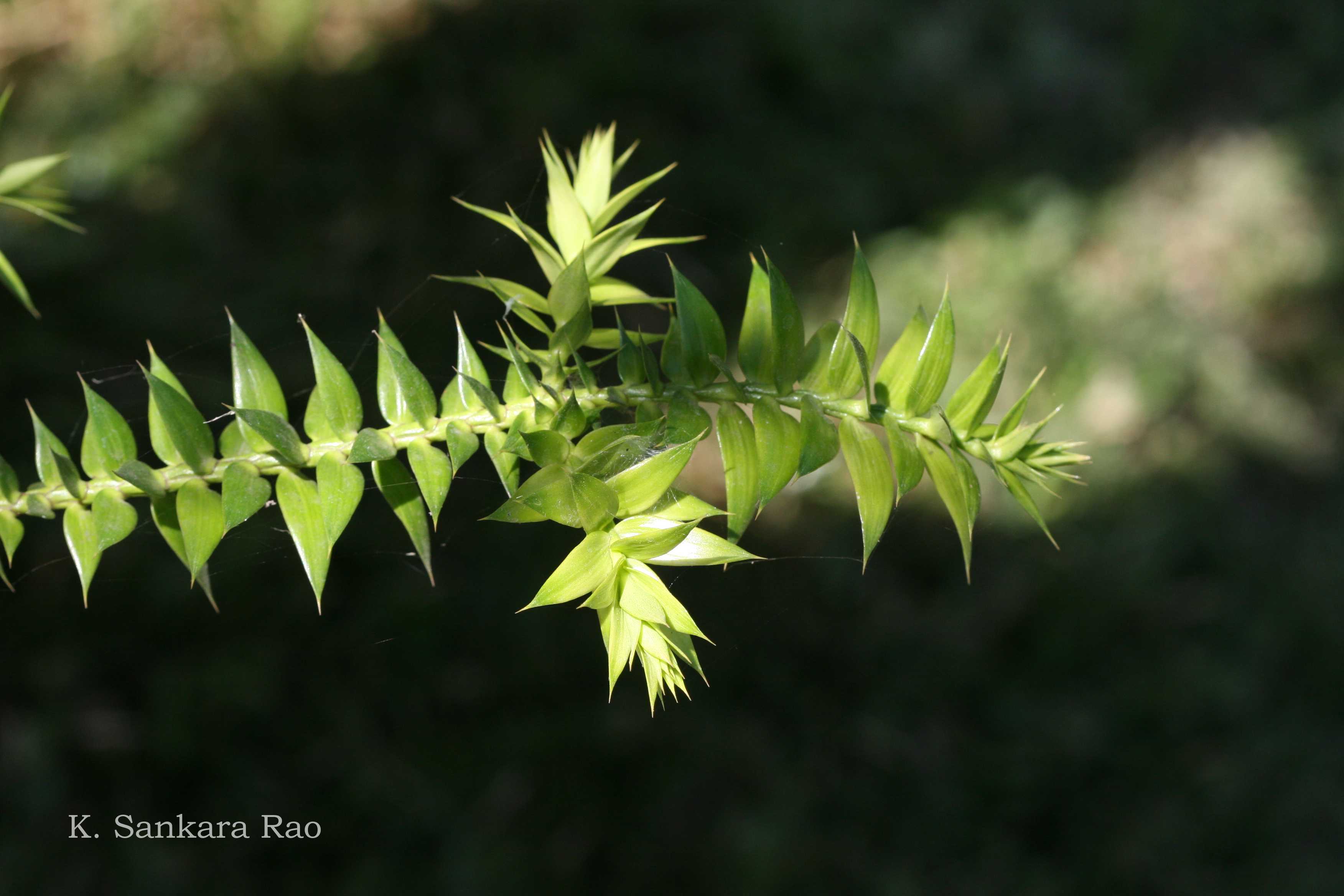 India Flora Online