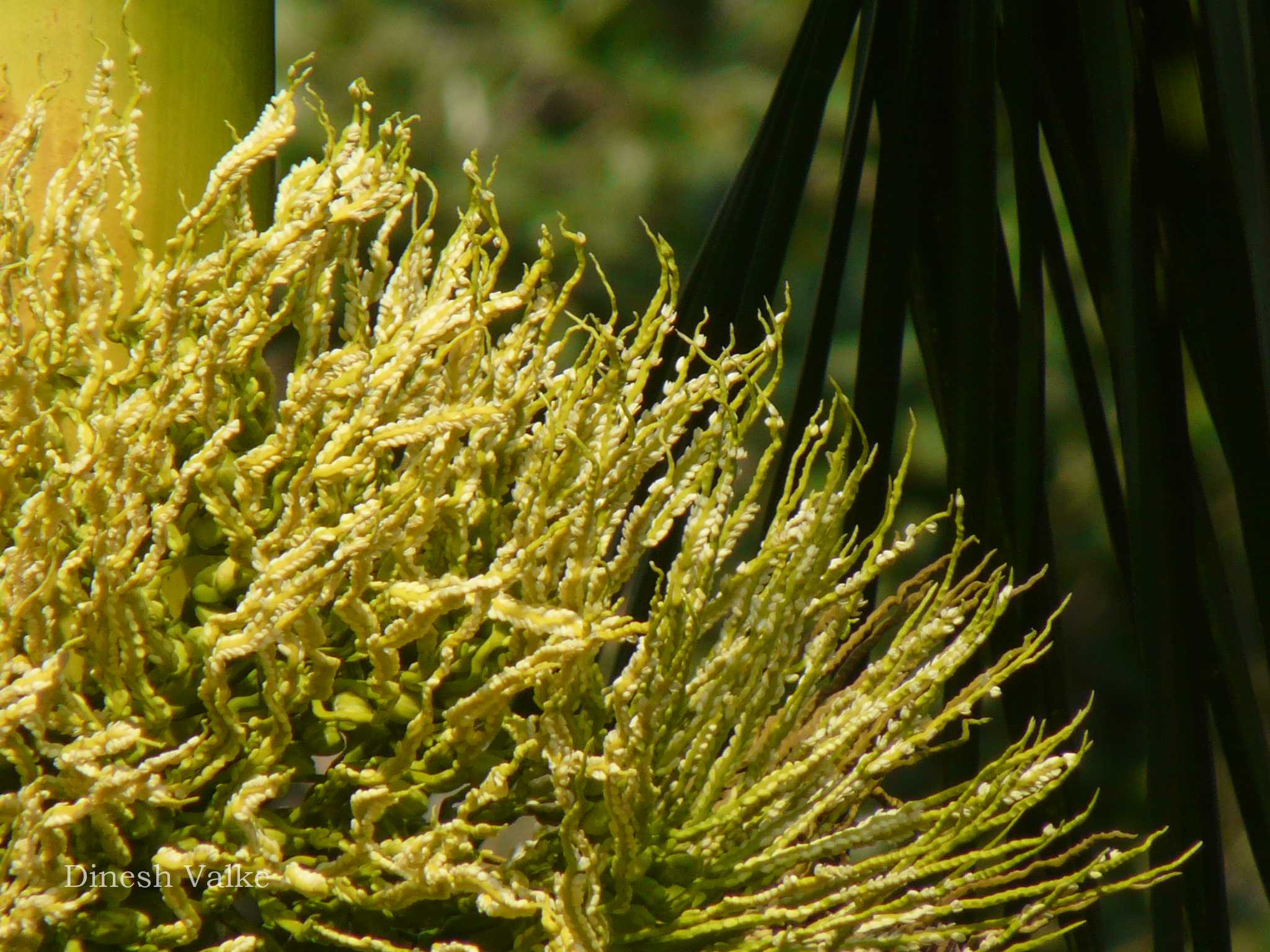 India Flora Online