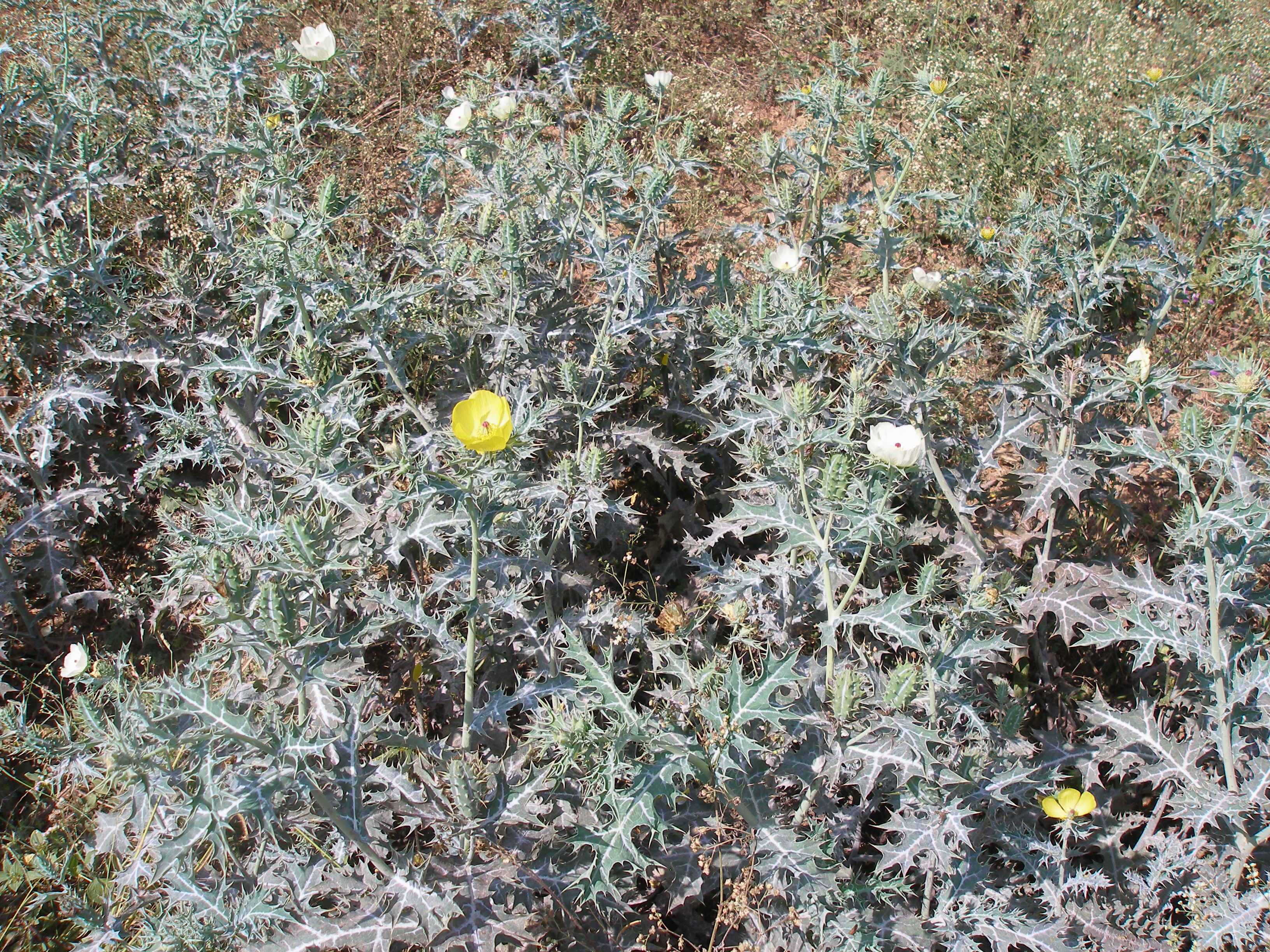 India Flora Online