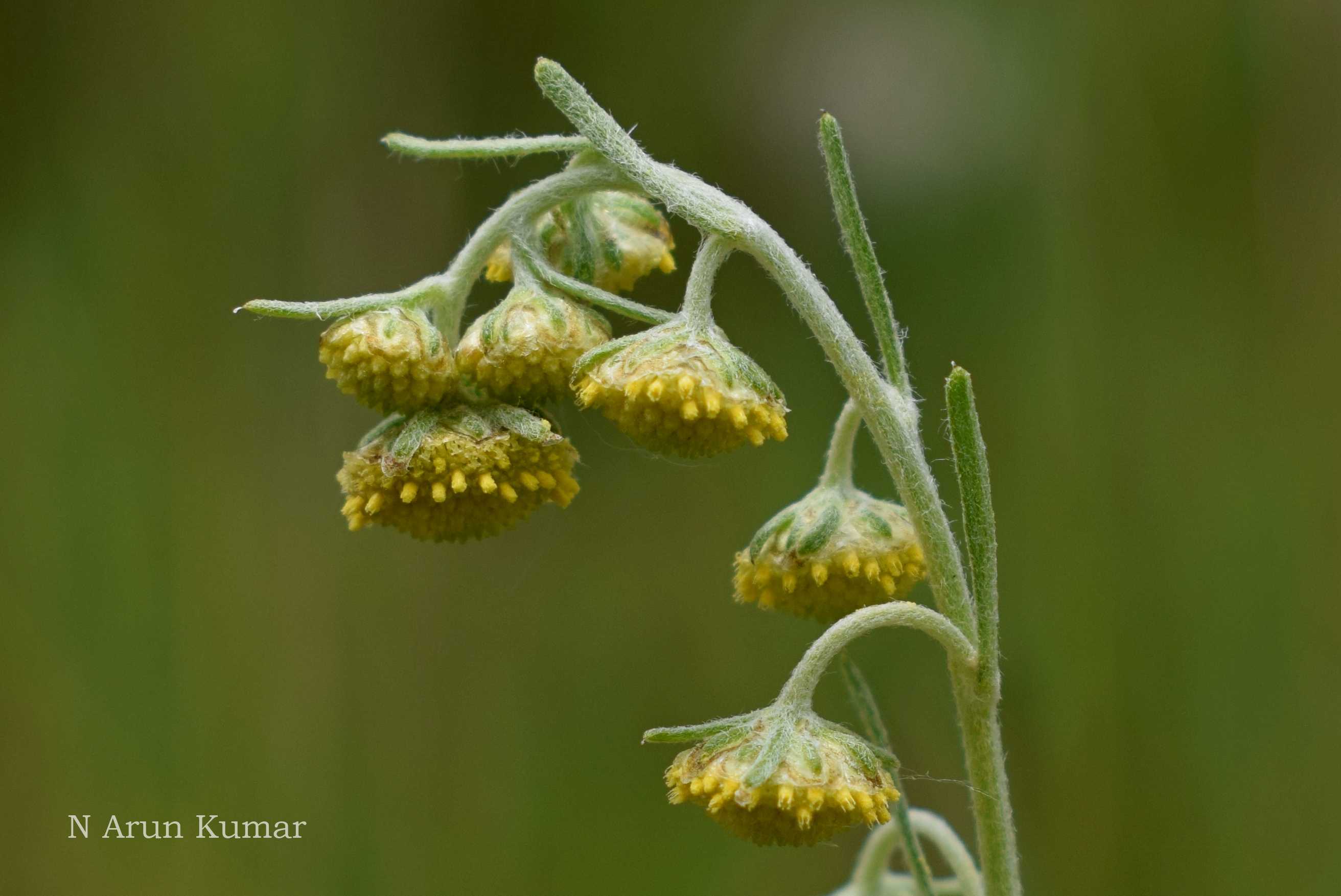 India Flora Online
