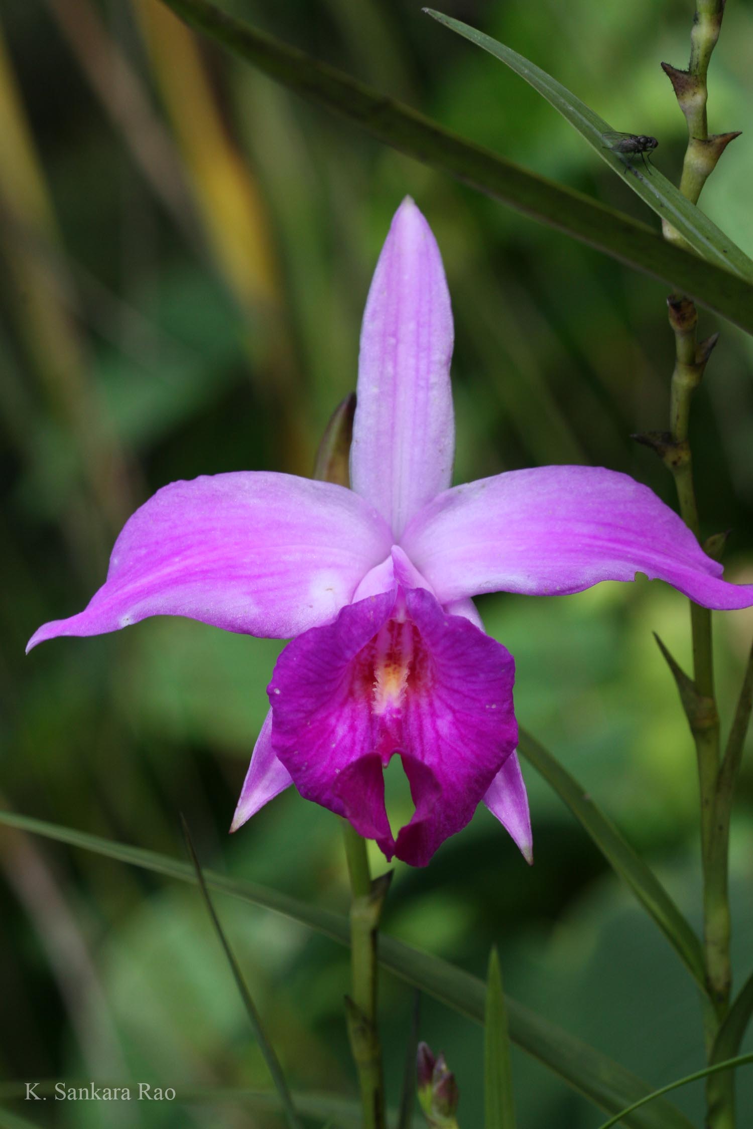 India Flora Online