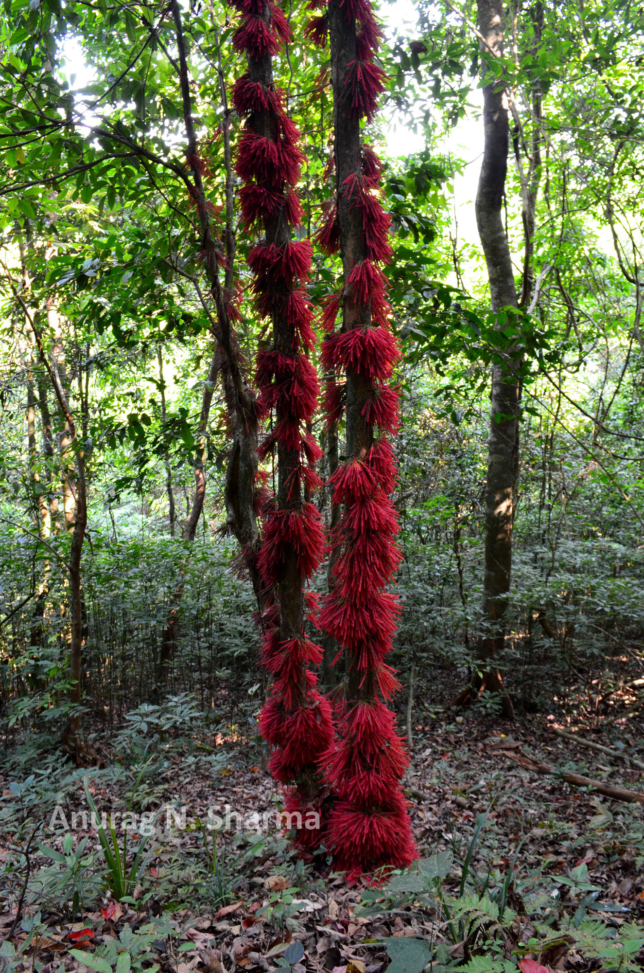 India Flora Online