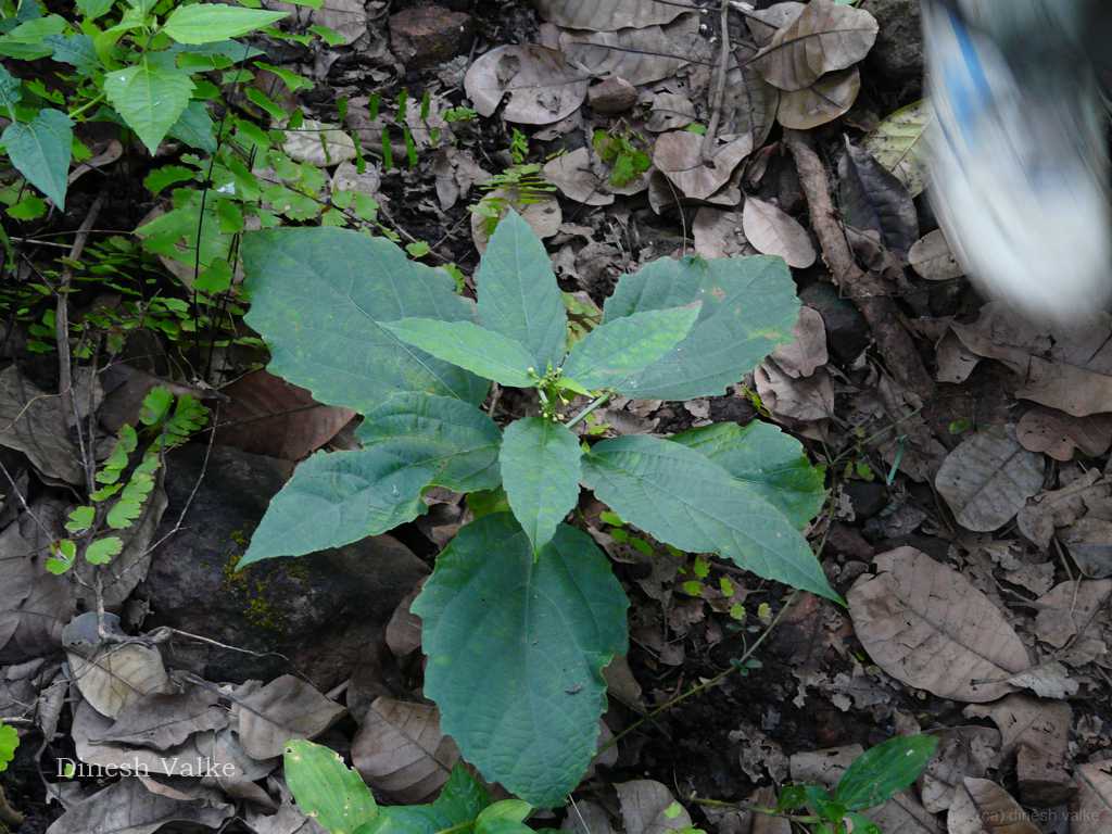 India Flora Online