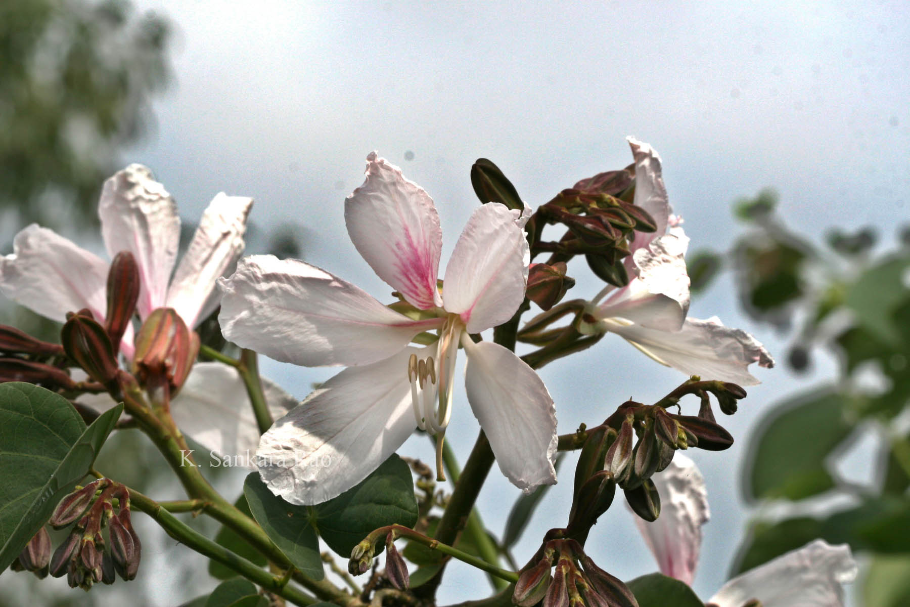 India Flora Online