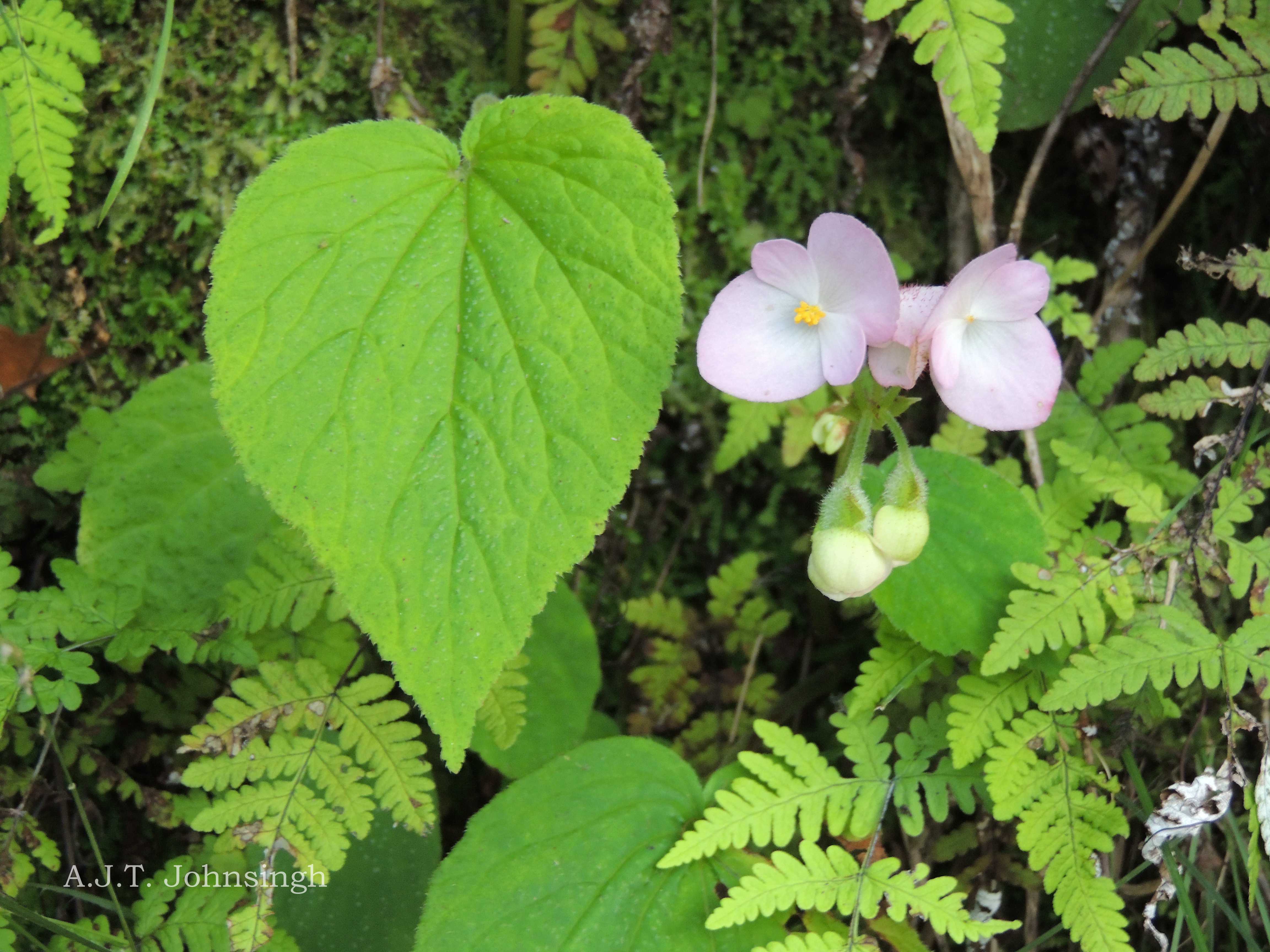 India Flora Online