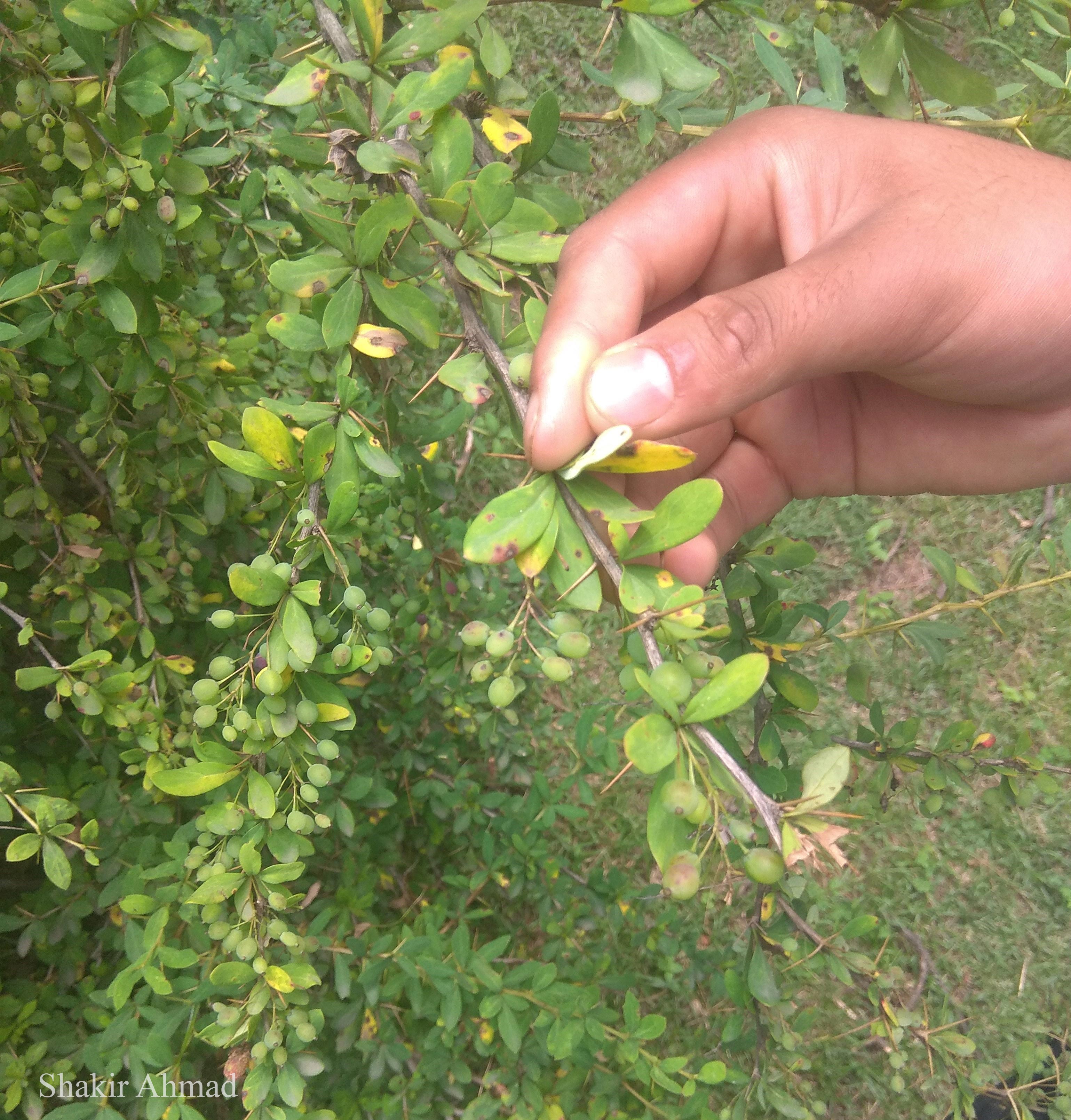 India Flora Online