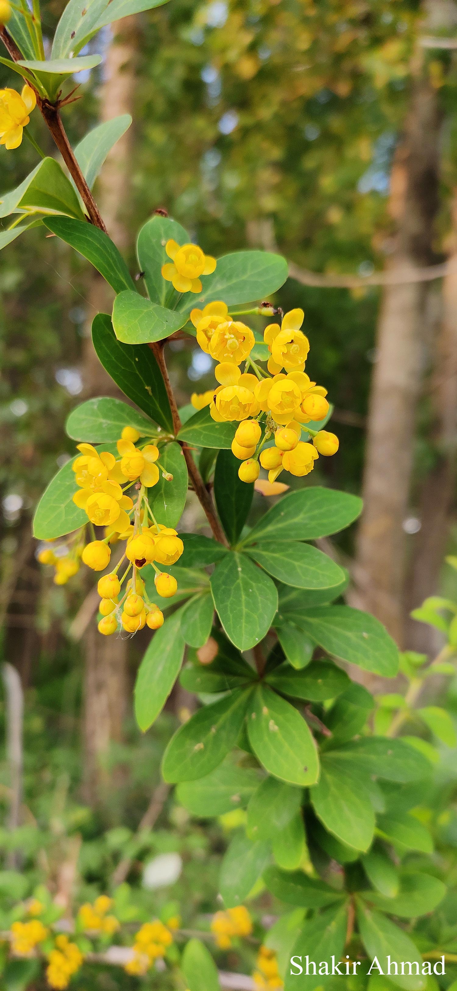 India Flora Online