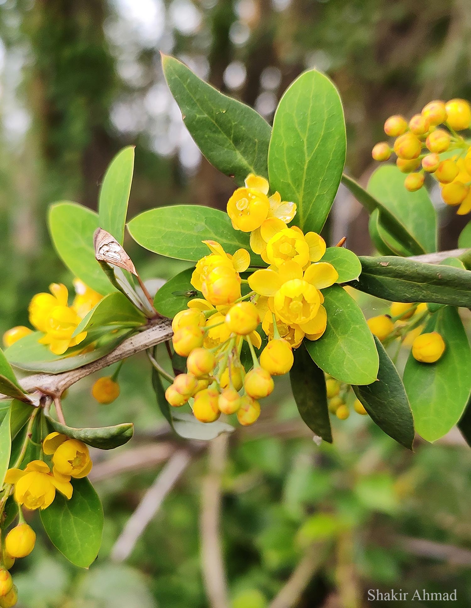 India Flora Online