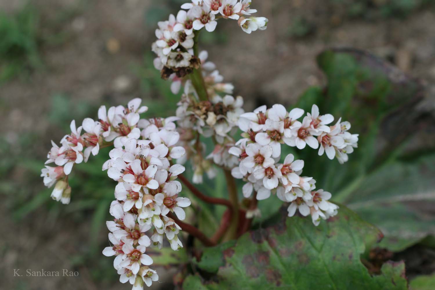 India Flora Online
