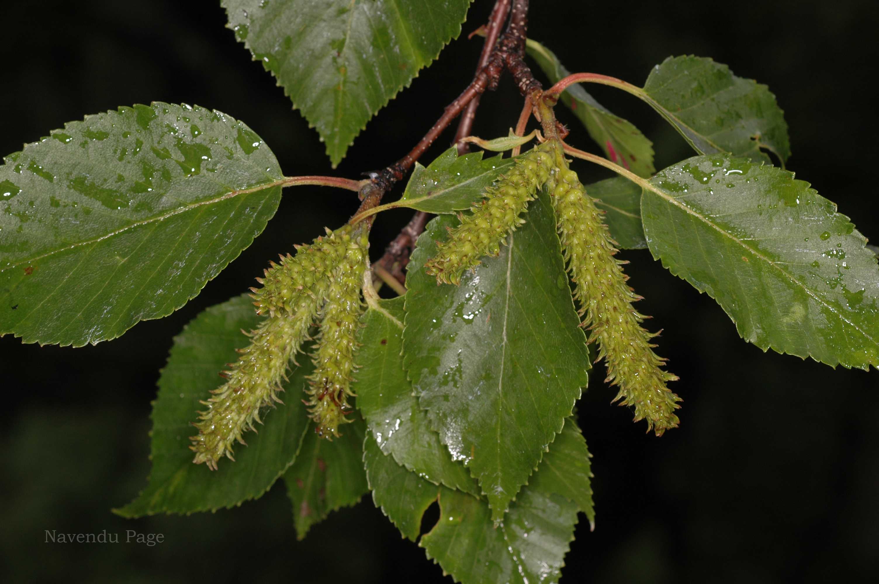 India Flora Online